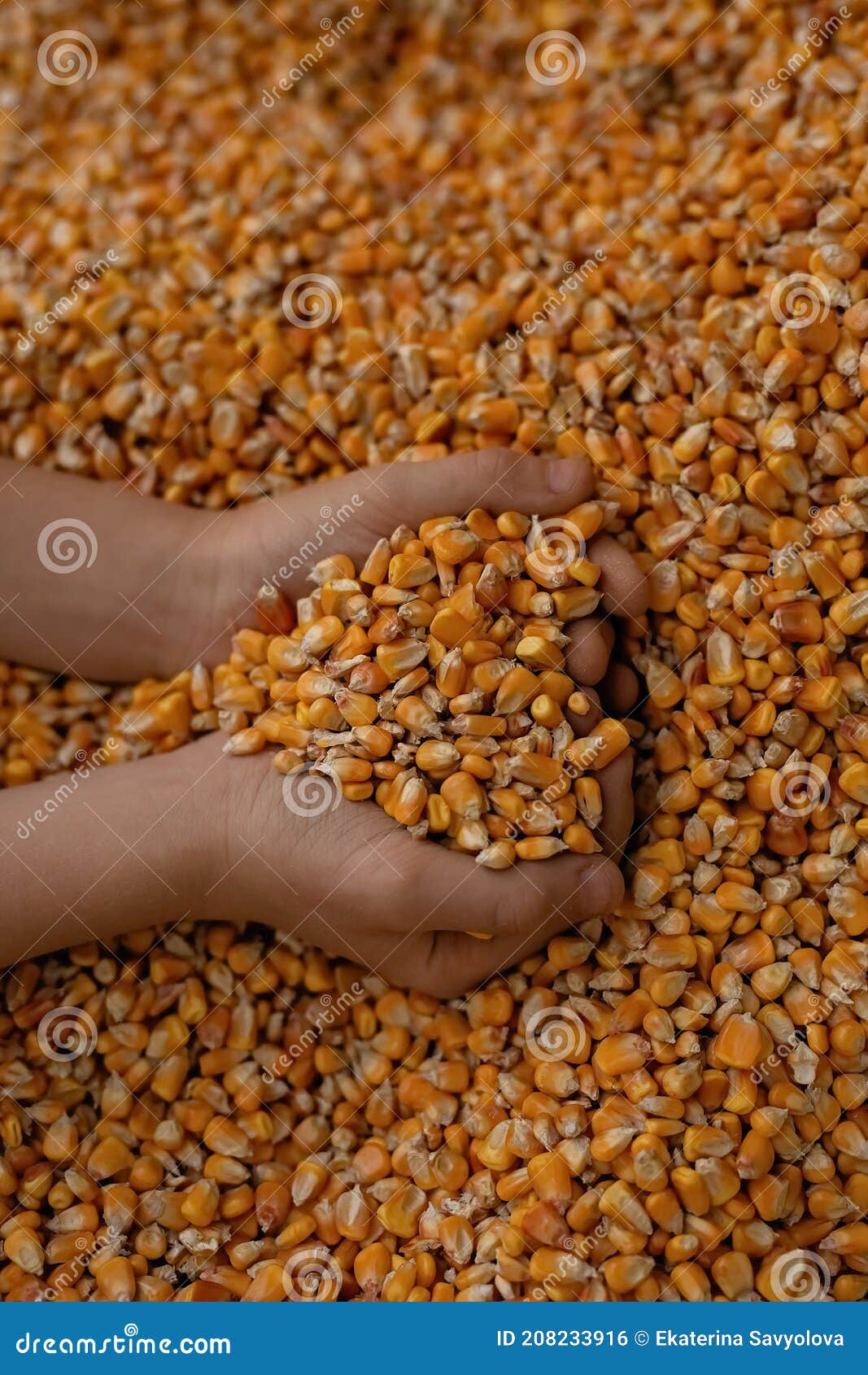 Hands Hold Corn Kernels Over the Scattered Corn. Stock Photo - Image of ...