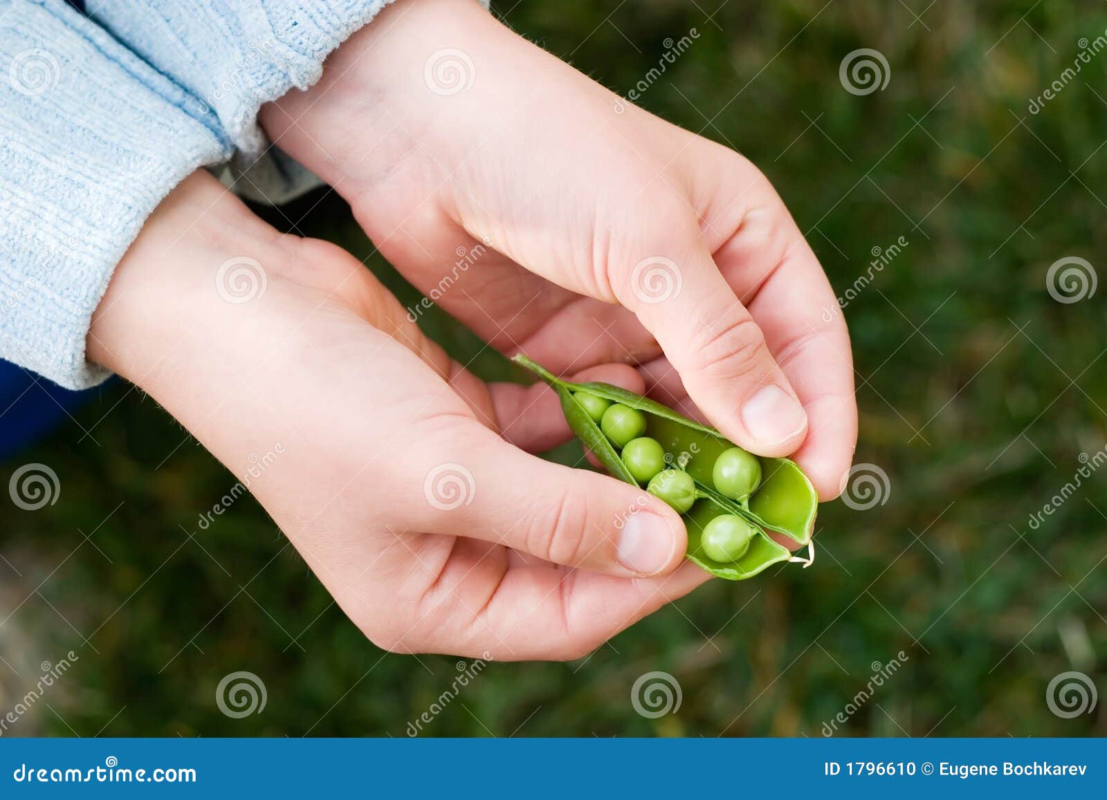 Pea Palm Child Stock Photos - Free & Royalty-Free Stock Photos from ...