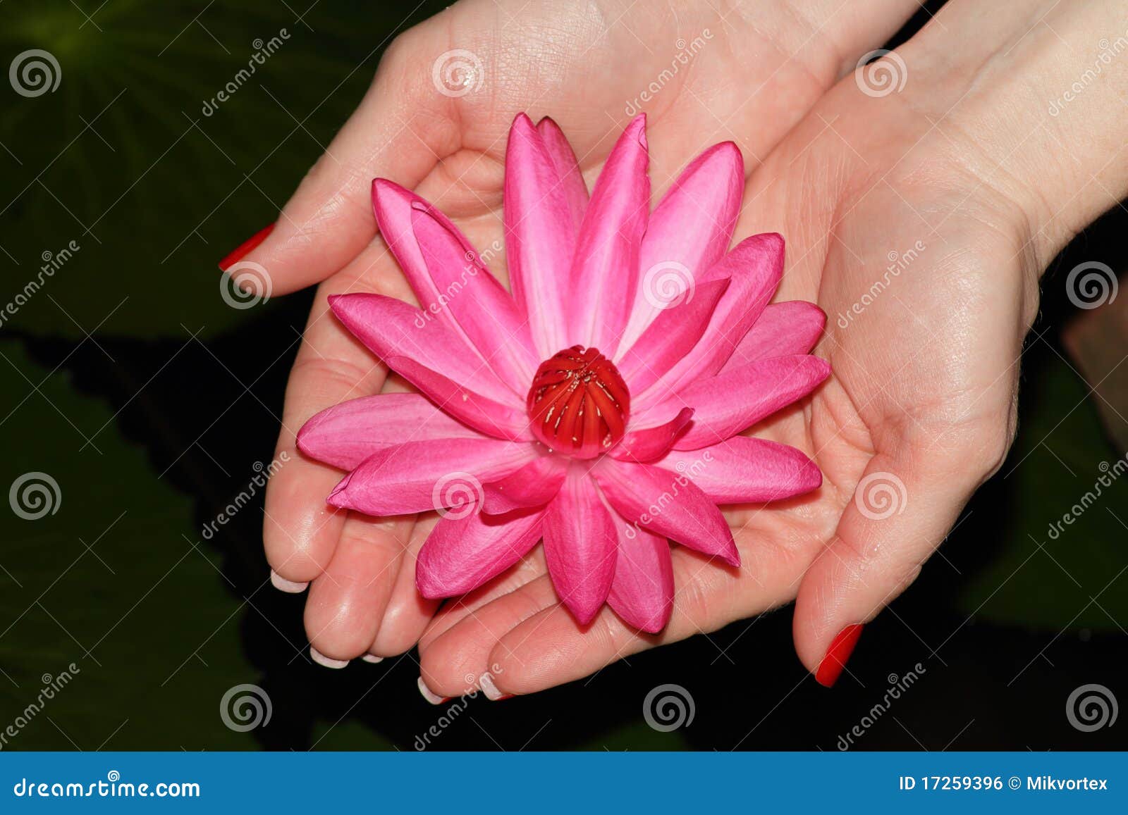 Hands hold flower stock photo. Image of blossom, floral - 17259396