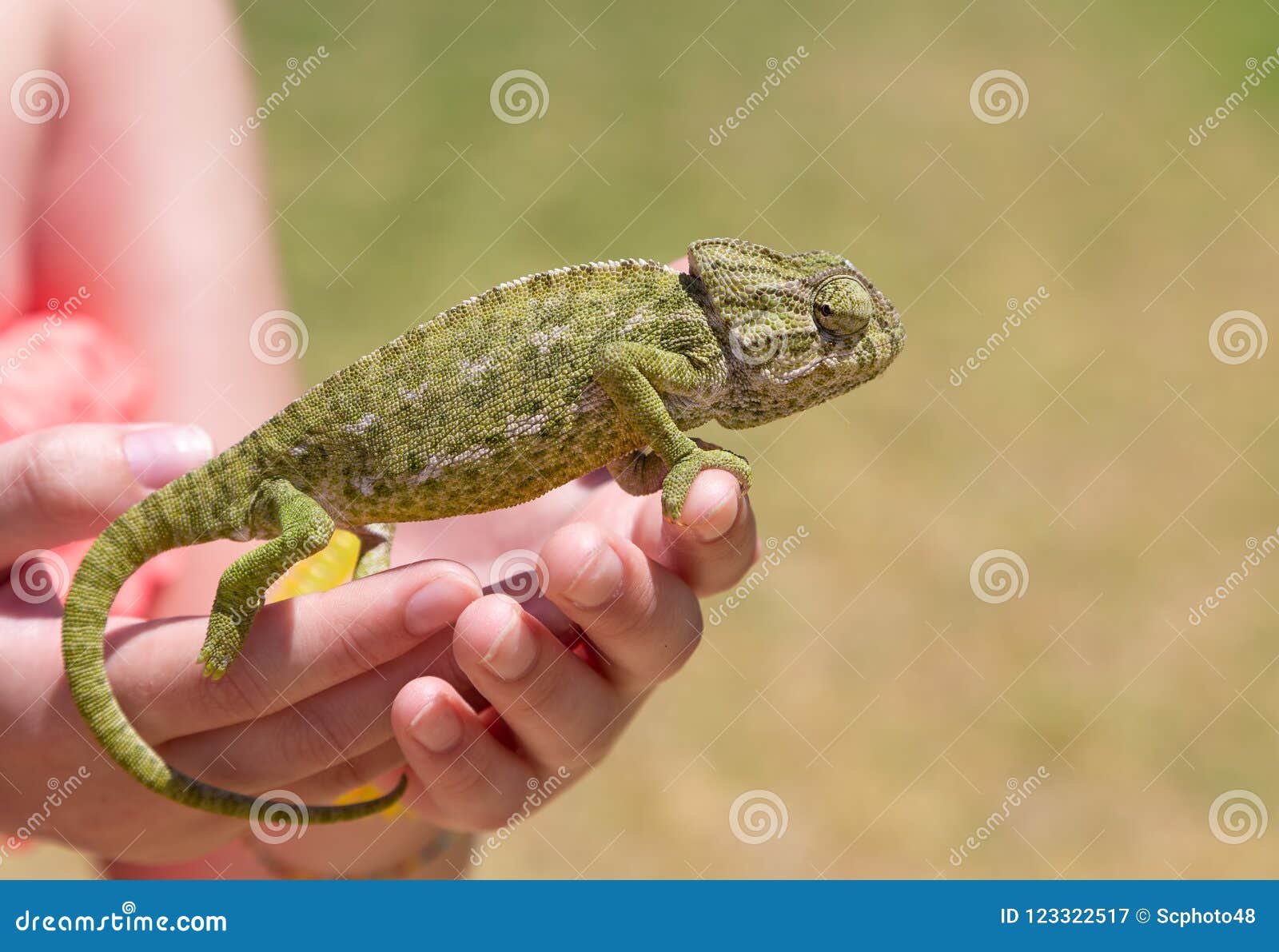 Hands Hold a Green Chameleon Stock Image - Image of wild, lizard: 123322517