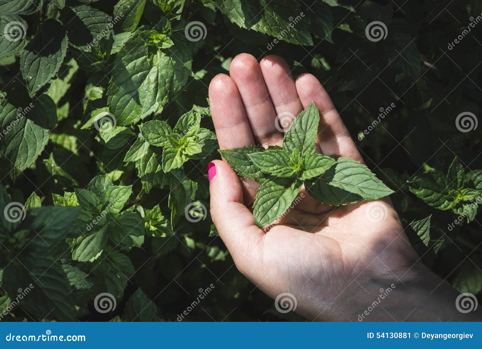 Hands hold mint leaves stock image. Image of vegetable - 54130881