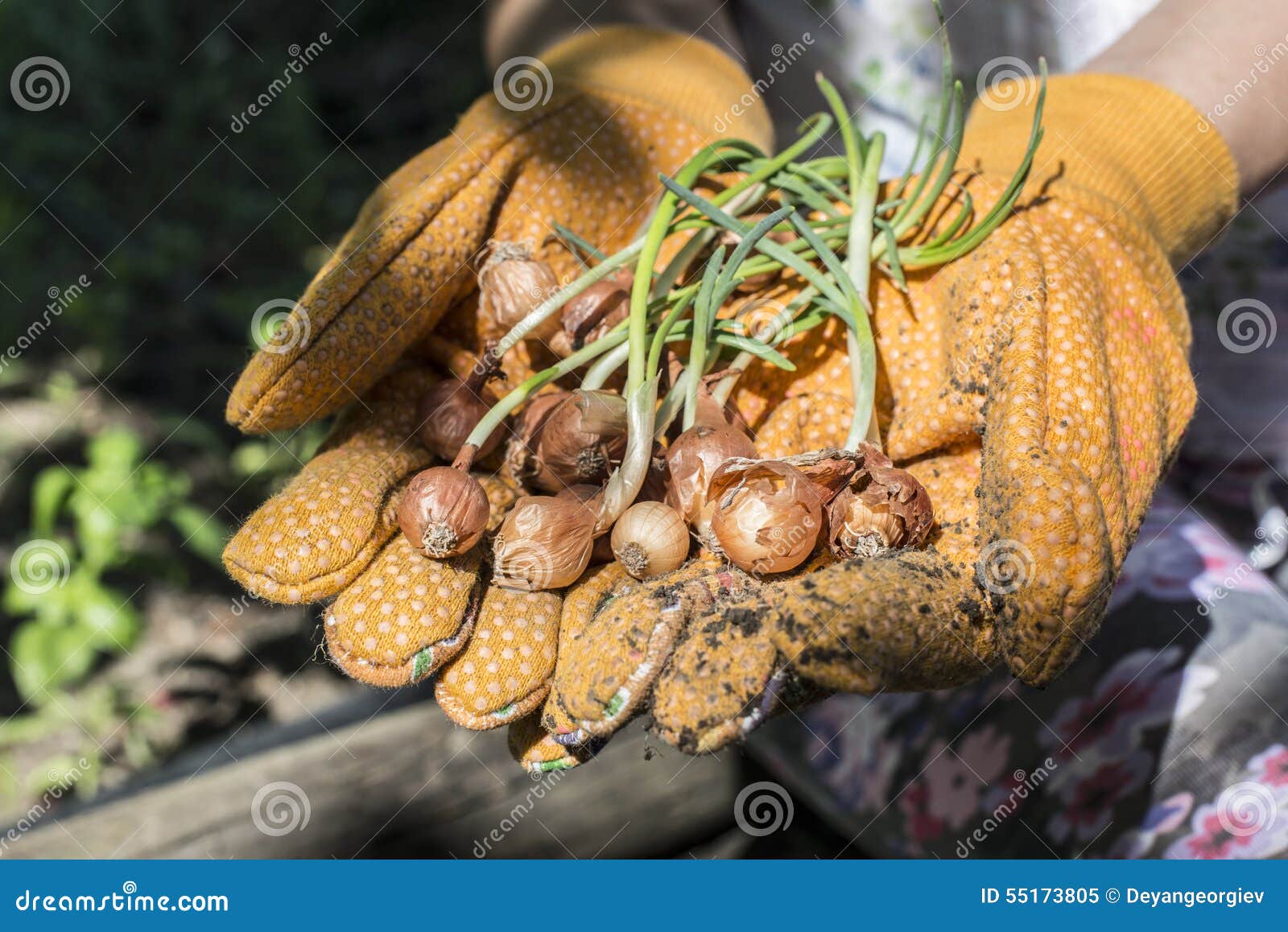 Hands Hold Plant Bulbs in a Garden Stock Image - Image of farmland ...