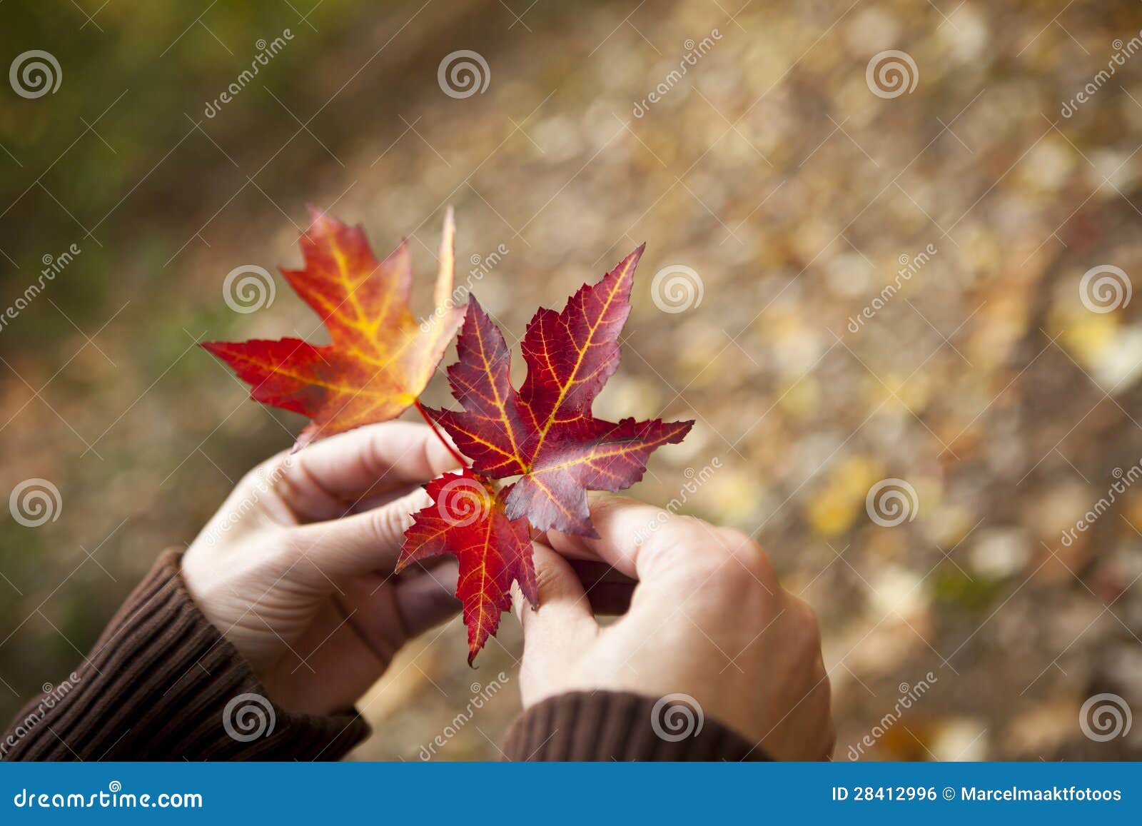 Hands Holding Autumn Leaves Stock Photo - Image of leaves, autumncolors ...