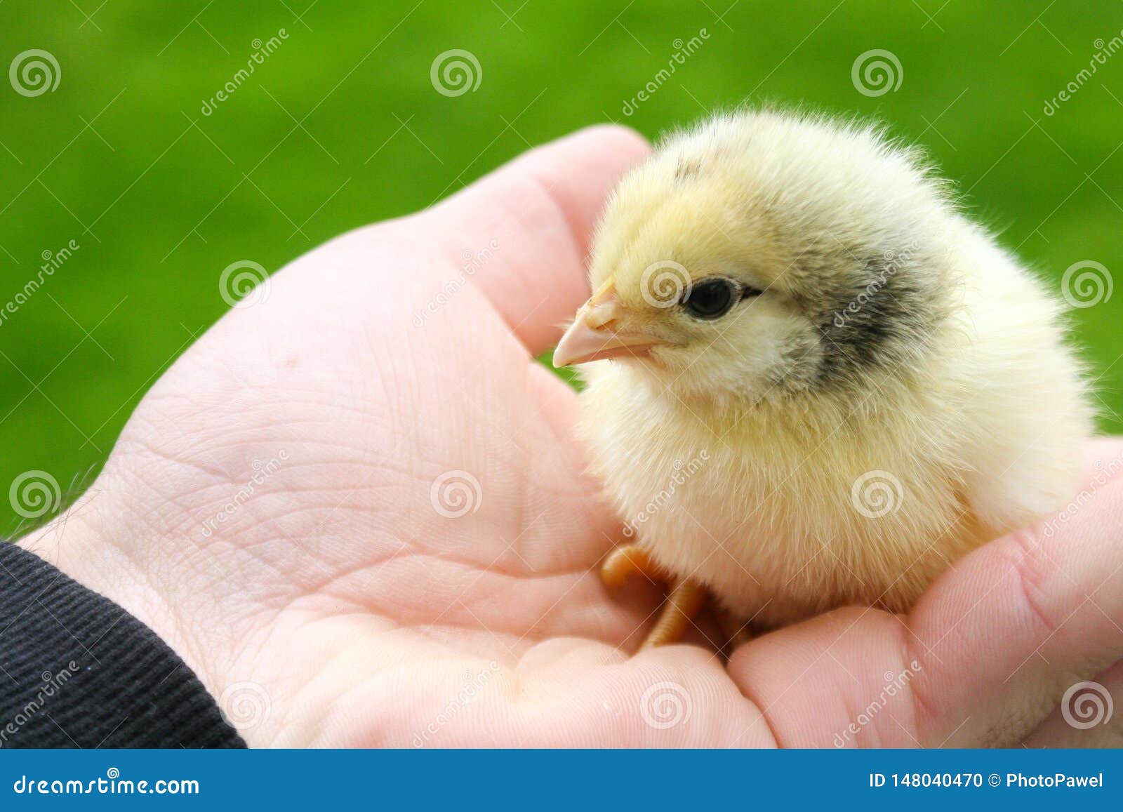 Hands Holding a Baby Chick on Green Meadow Stock Photo - Image of birth ...