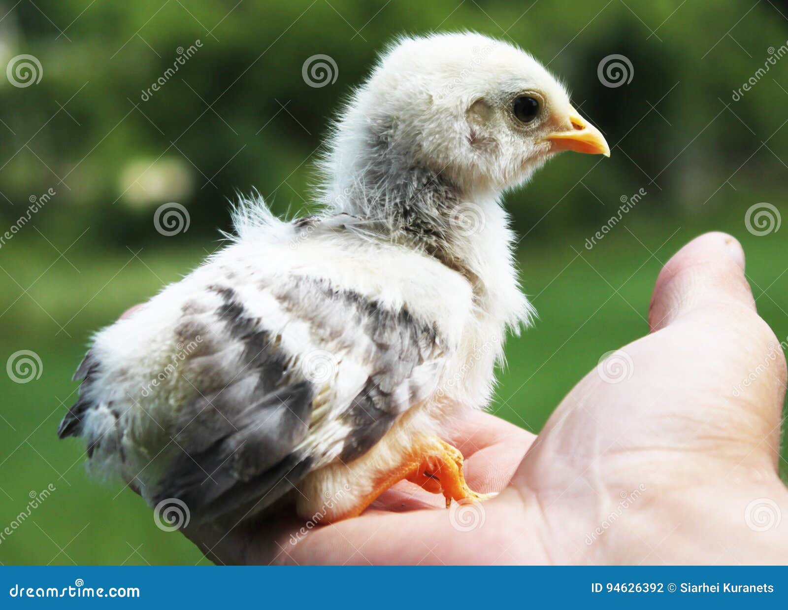 Hands Holding a Baby Chick stock photo. Image of coat - 94626392