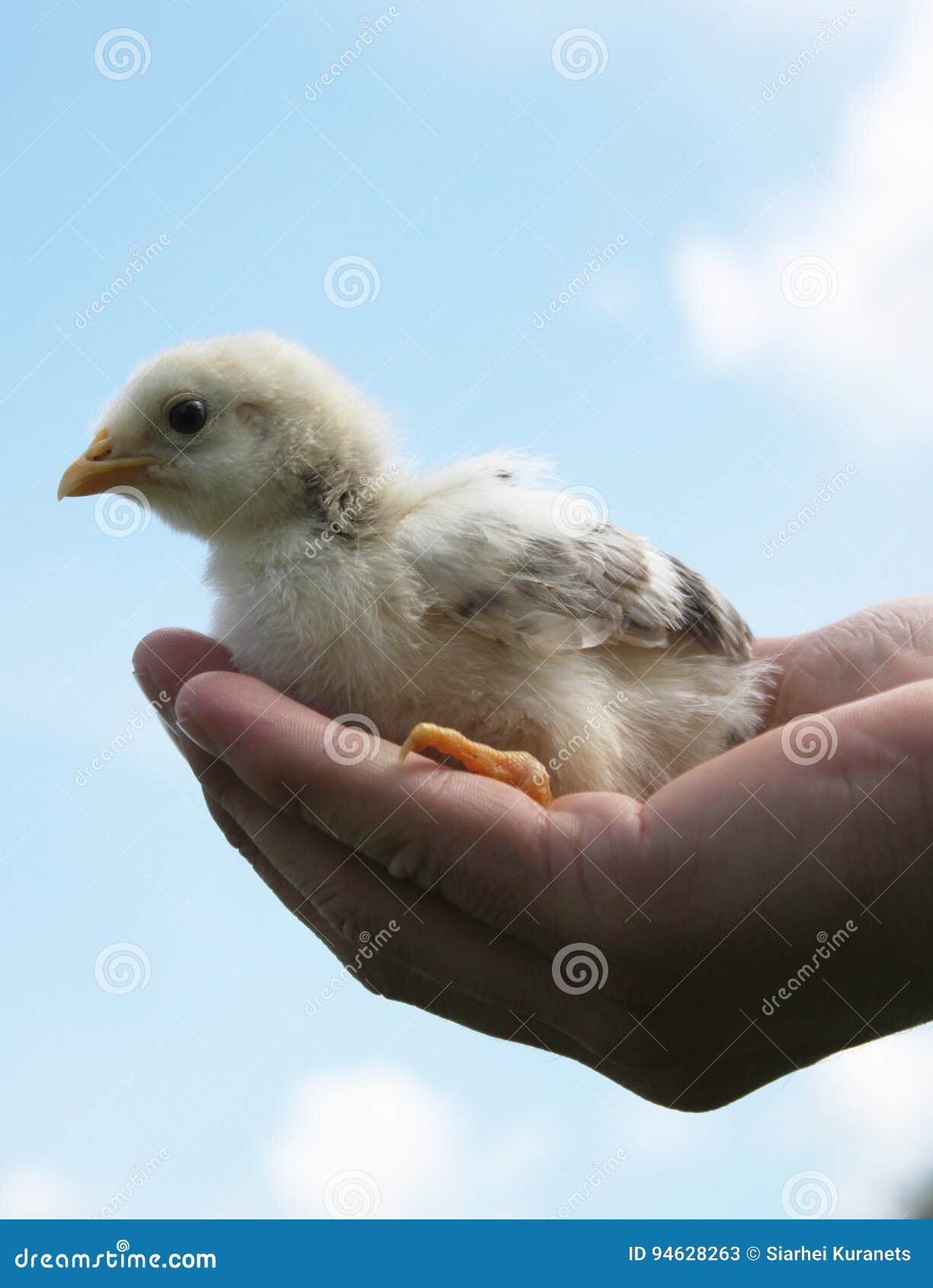 Hands Holding a Baby Chick stock image. Image of child - 94628263