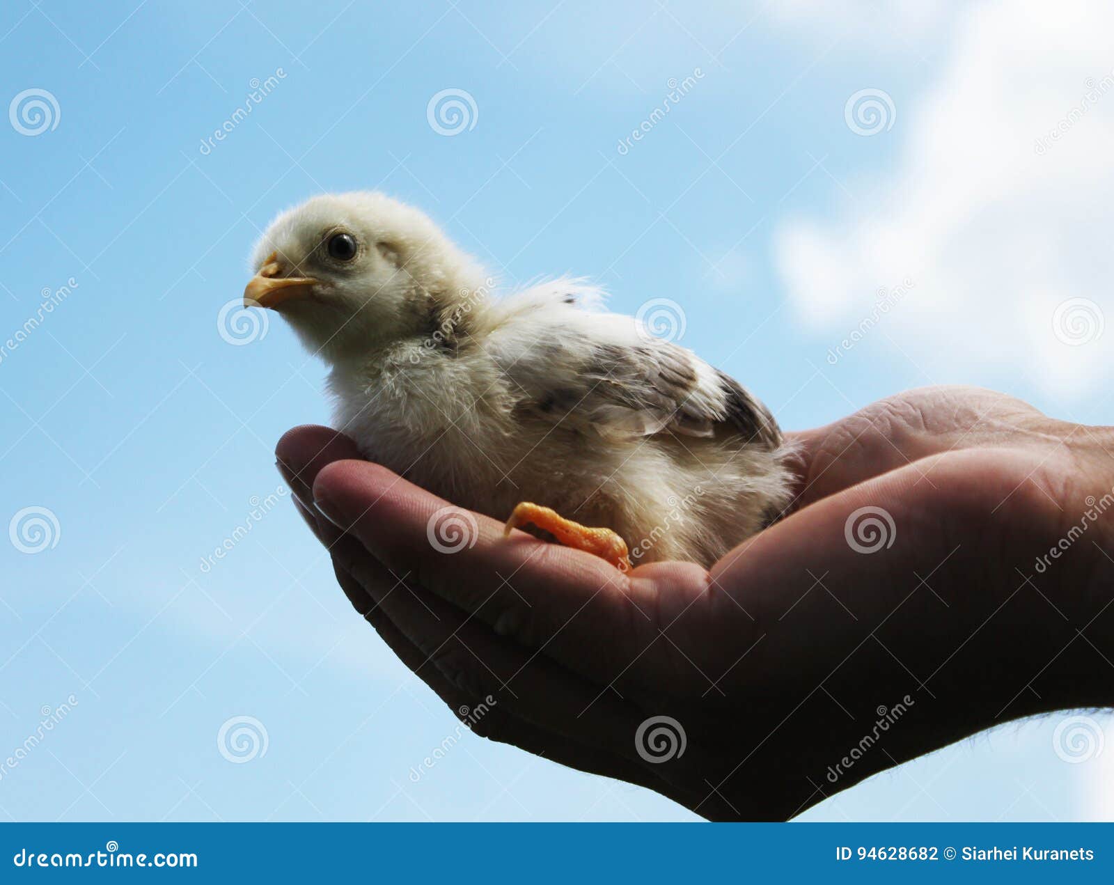 Hands Holding a Baby Chick stock photo. Image of chick - 94628682