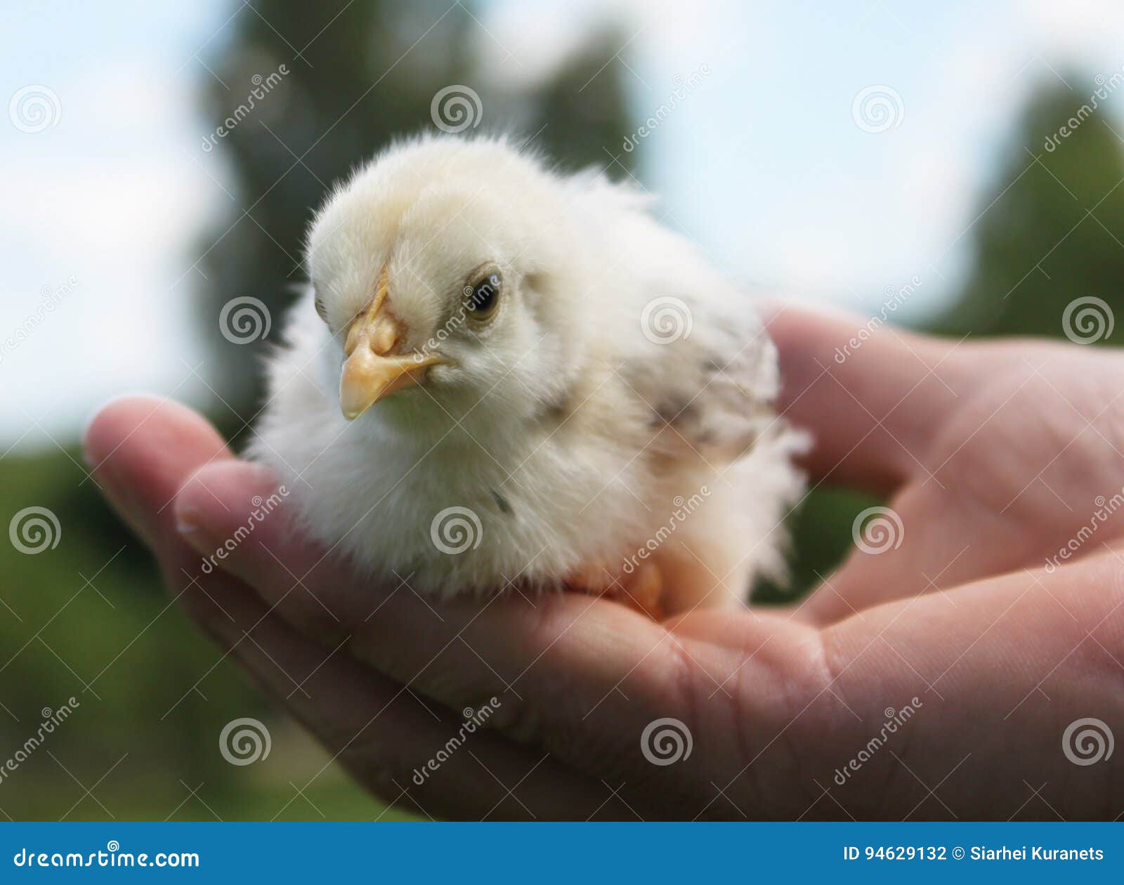 Hands Holding a Baby Chick stock photo. Image of beak - 94629132