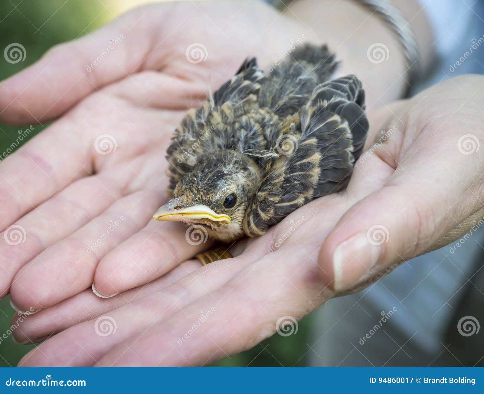 Hands Holding a Baby Robin stock image. Image of baby - 94860017