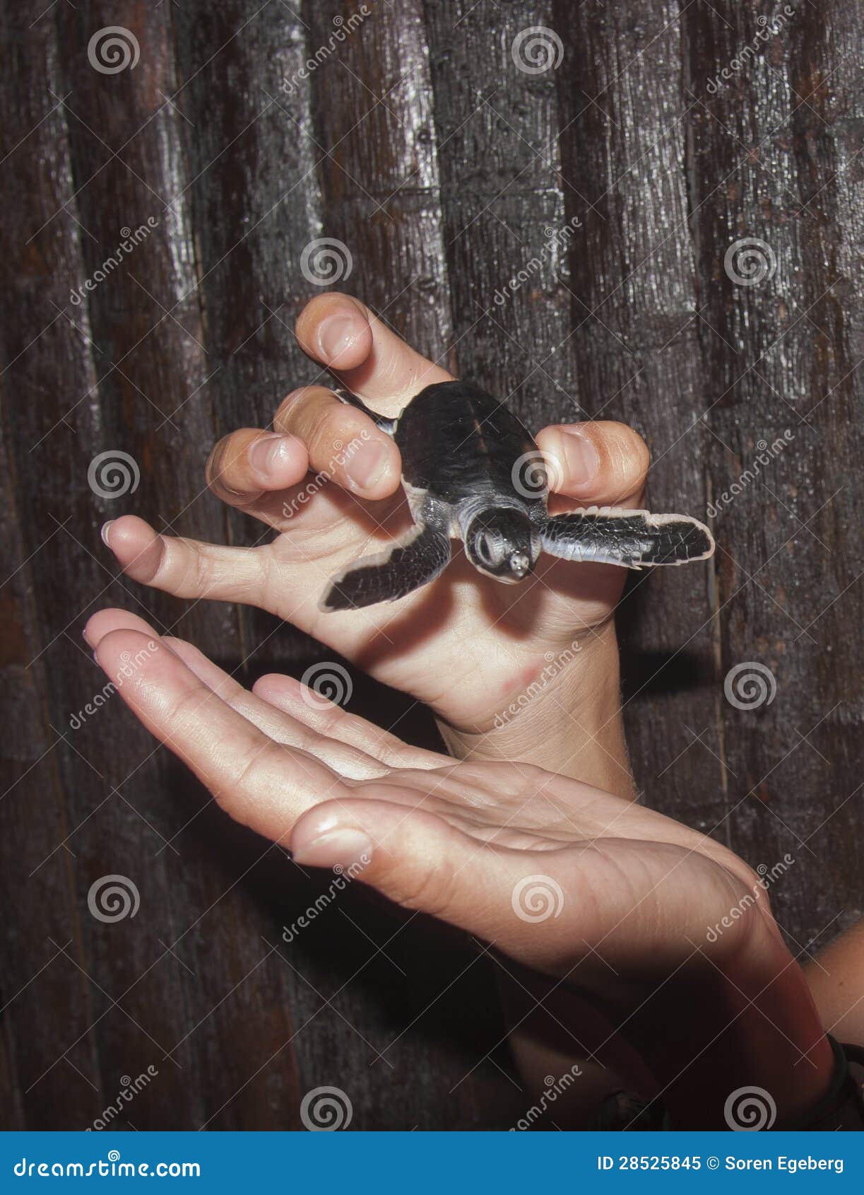 Hands holding baby turtle stock image. Image of baby - 28525845