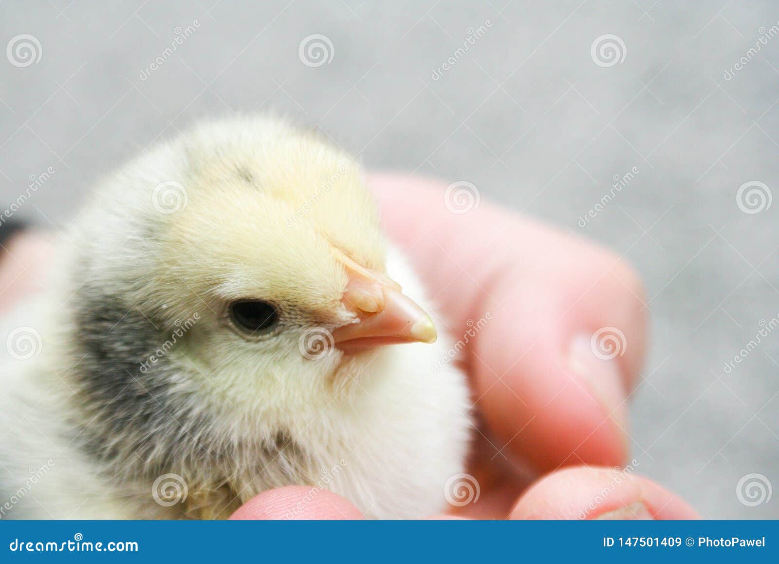 Hands Holding a Baby Yellow Chick Stock Image - Image of chicken, farm ...