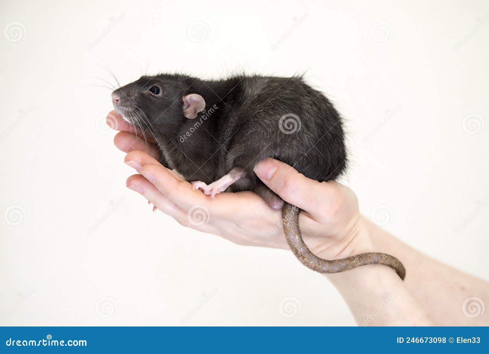 Hands holding black rat stock photo. Image of domestic - 246673098