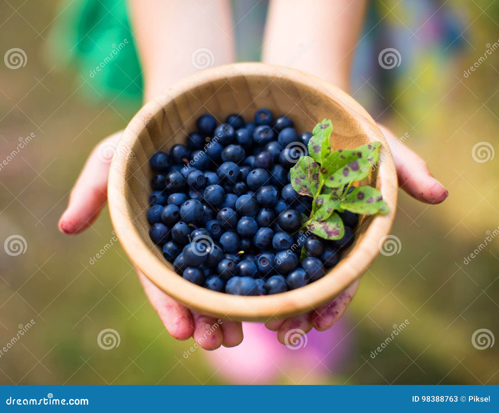 Hands holding blueberries stock image. Image of holding - 98388763