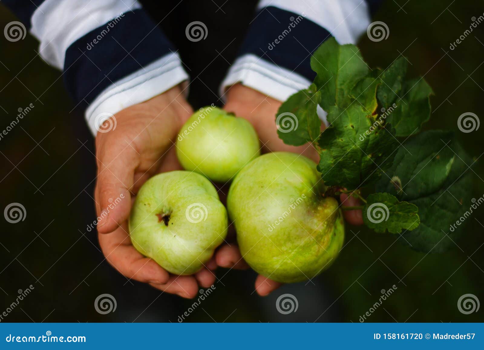 Hands that Holding Bunch of Apples Stock Photo - Image of juicy, fresh ...