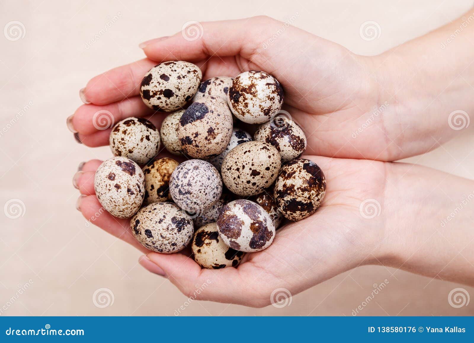 Hands Holding a Bunch of Quail Eggs. Quail Eggs Easter Take on Hand ...
