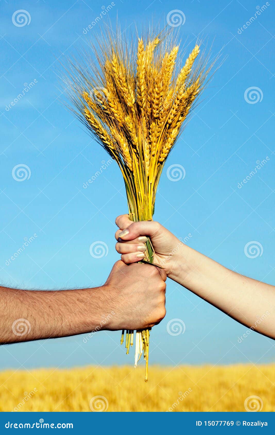 Hands Holding Bundle of the Golden Wheat Ears Stock Image - Image of ...