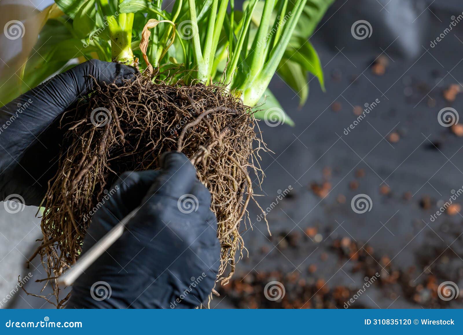 Hands Holding a Bundle of Plants, with the Roots in the Center Stock ...