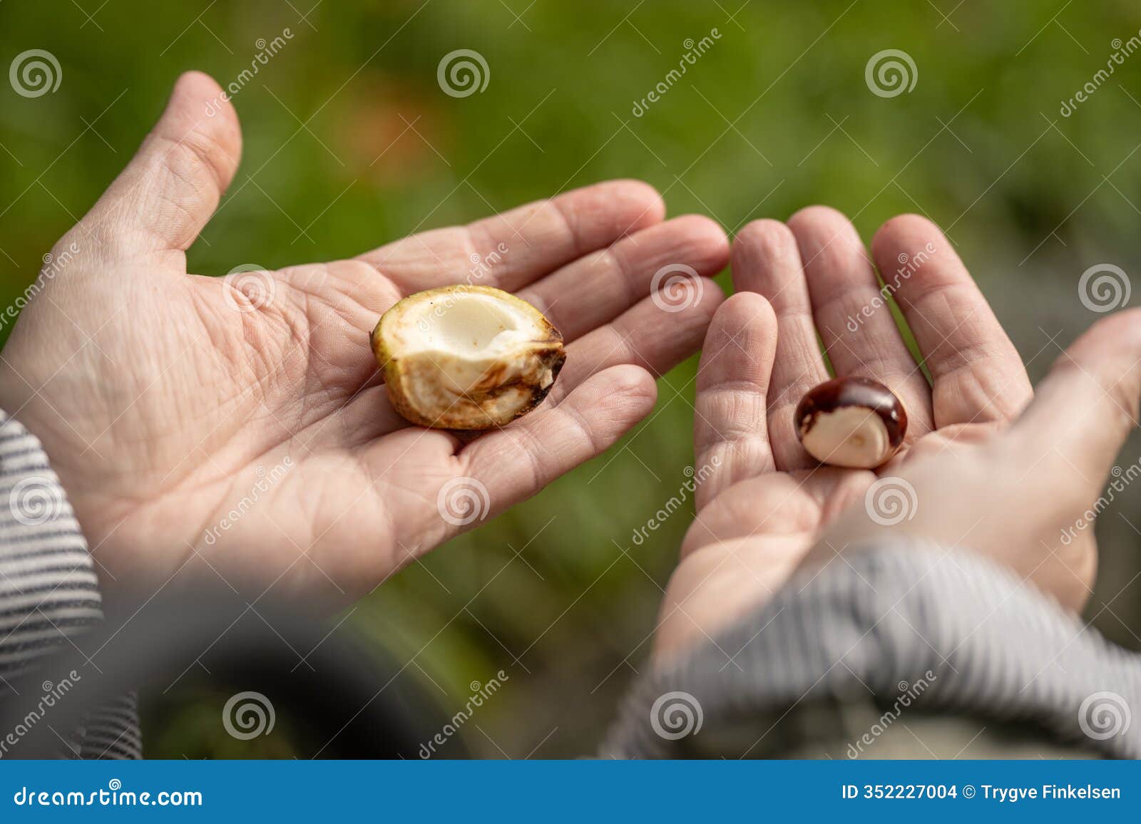 Hands Holding a Chest Nut.. Stock Photo - Image of healthy, female ...