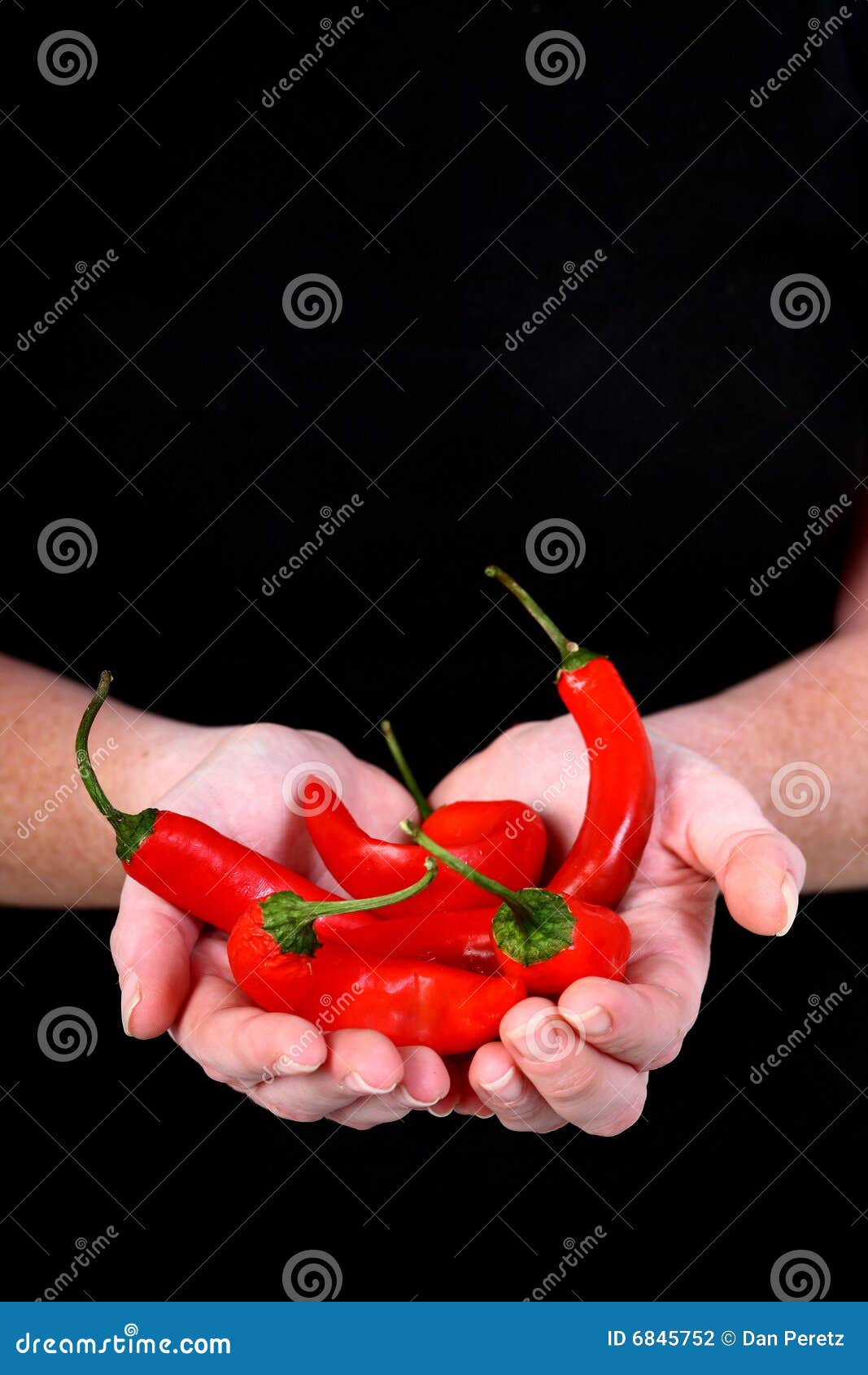 Hands Holding Chilli Peppers Stock Photo - Image of looking, organic ...