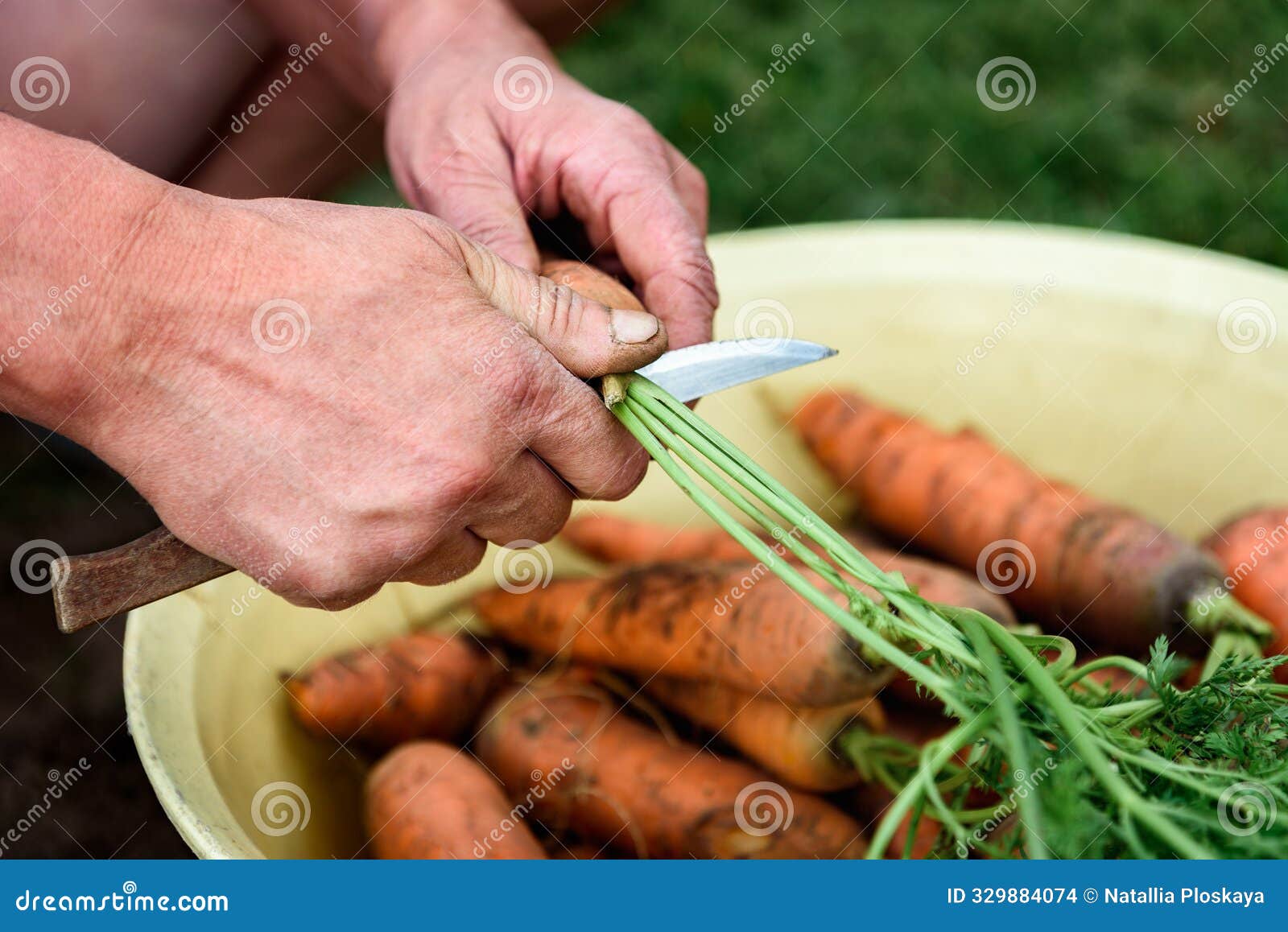 Hands Holding and Cleaning a Bunch of Carrots for Storage. Stock Photo ...