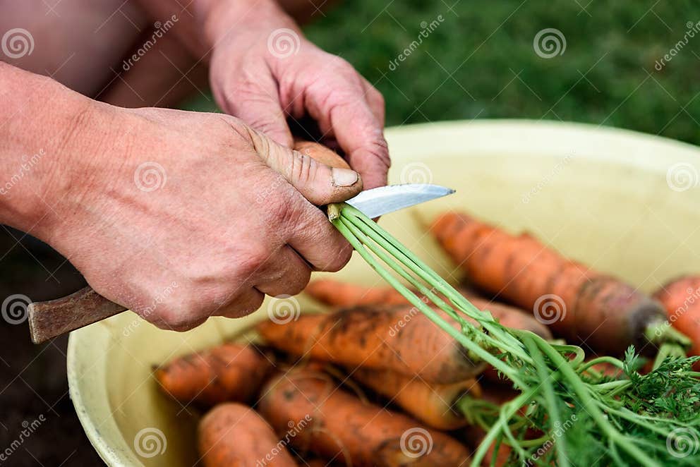 Hands Holding and Cleaning a Bunch of Carrots for Storage. Stock Photo ...