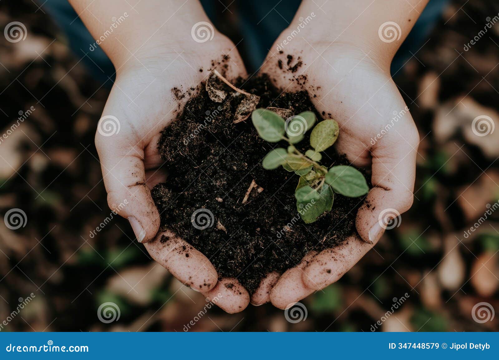 Hands Holding Compost Soil. Stock Image - Image of cabbage, carrot ...