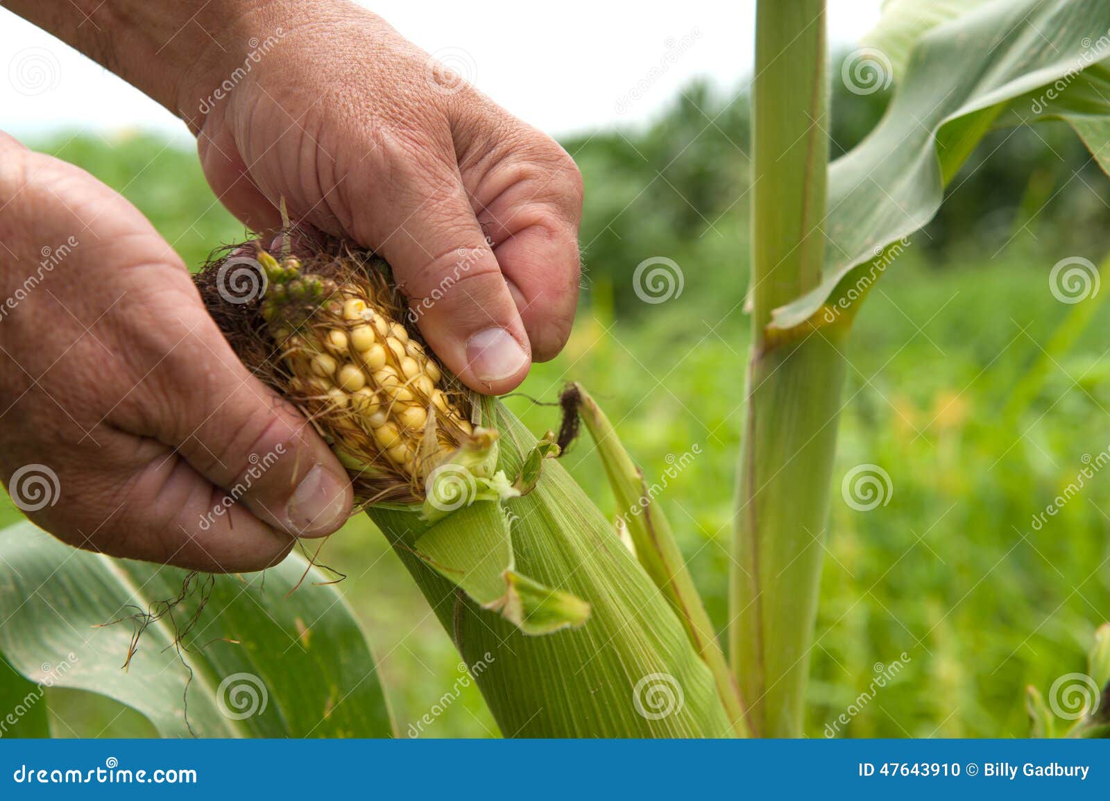 Hands holding corn stock photo. Image of vegetable, corn - 47643910