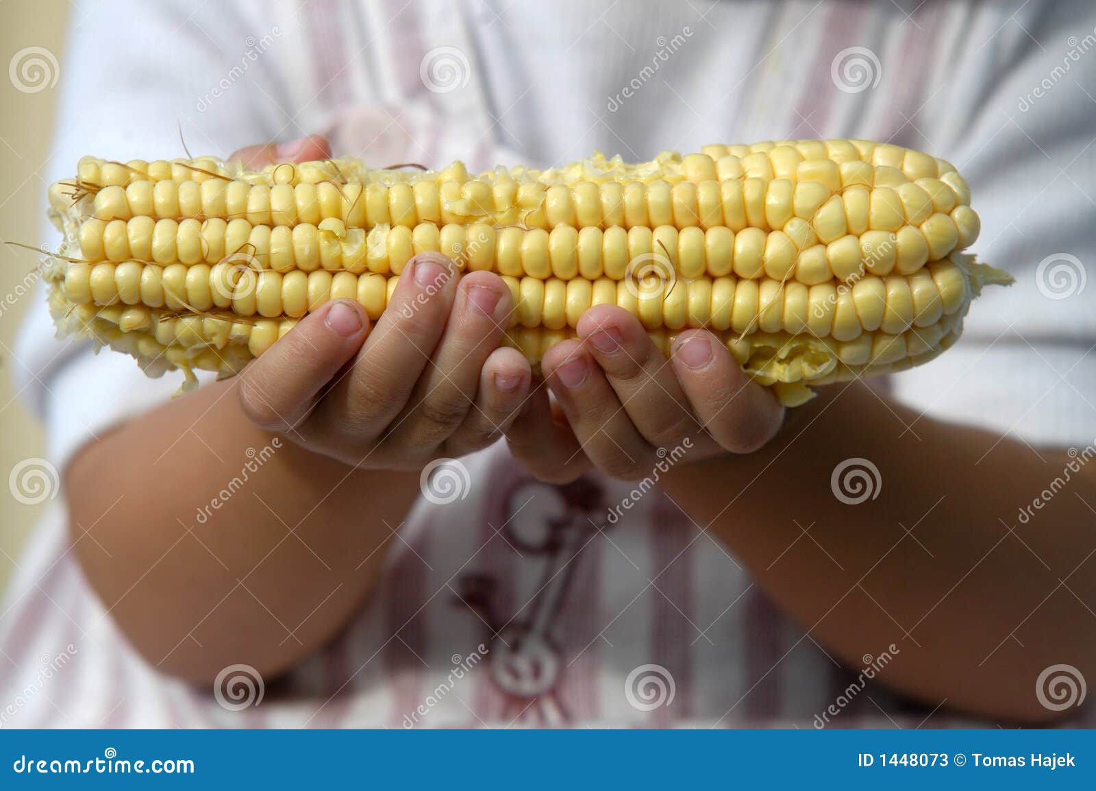 Hands holding corn cob stock image. Image of unhygienic - 1448073