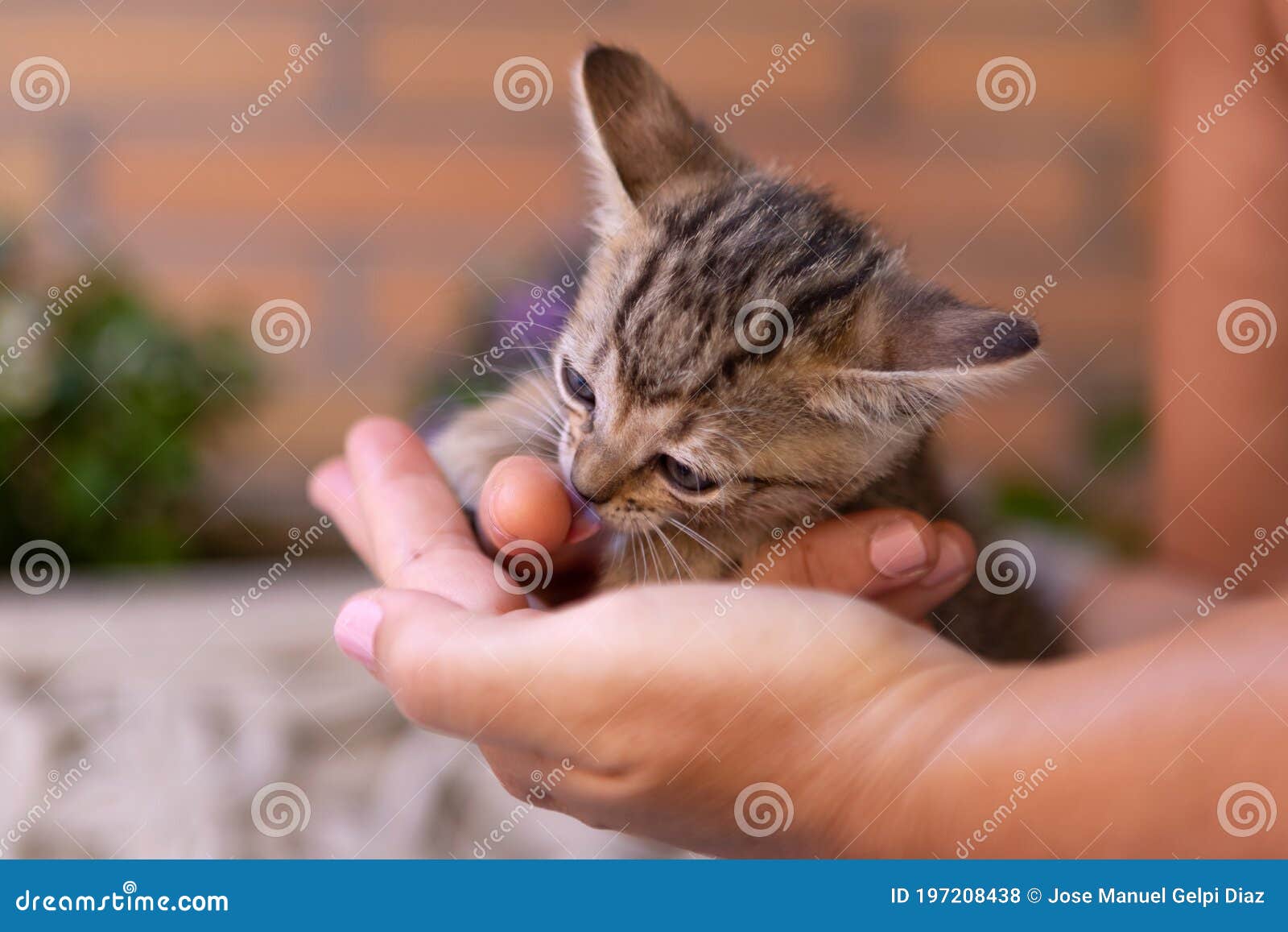 Hands Holding a Cute Kitten Stock Photo - Image of adorable, person ...