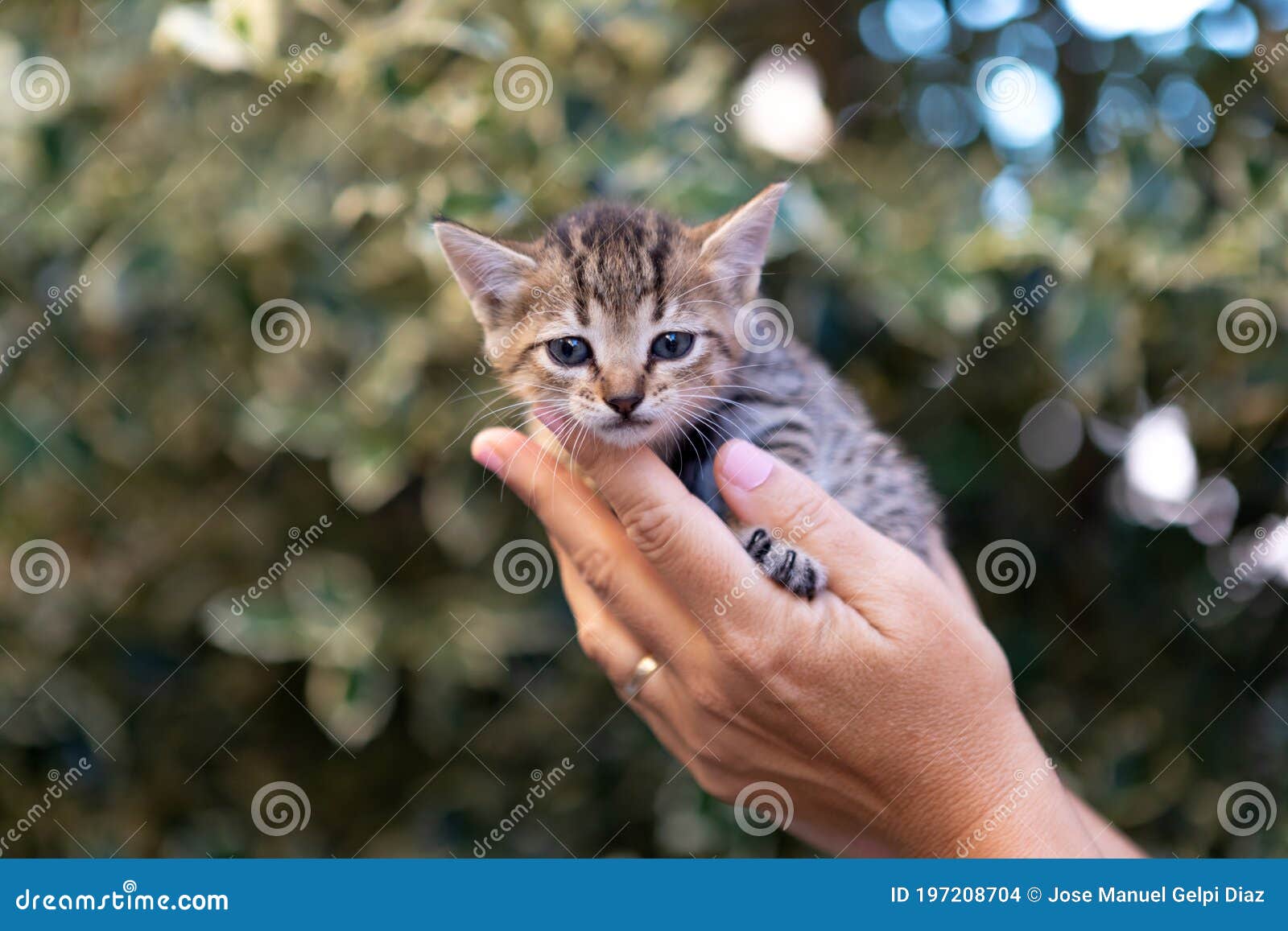 Hands Holding a Cute Kitten Stock Photo - Image of defend, portrait ...