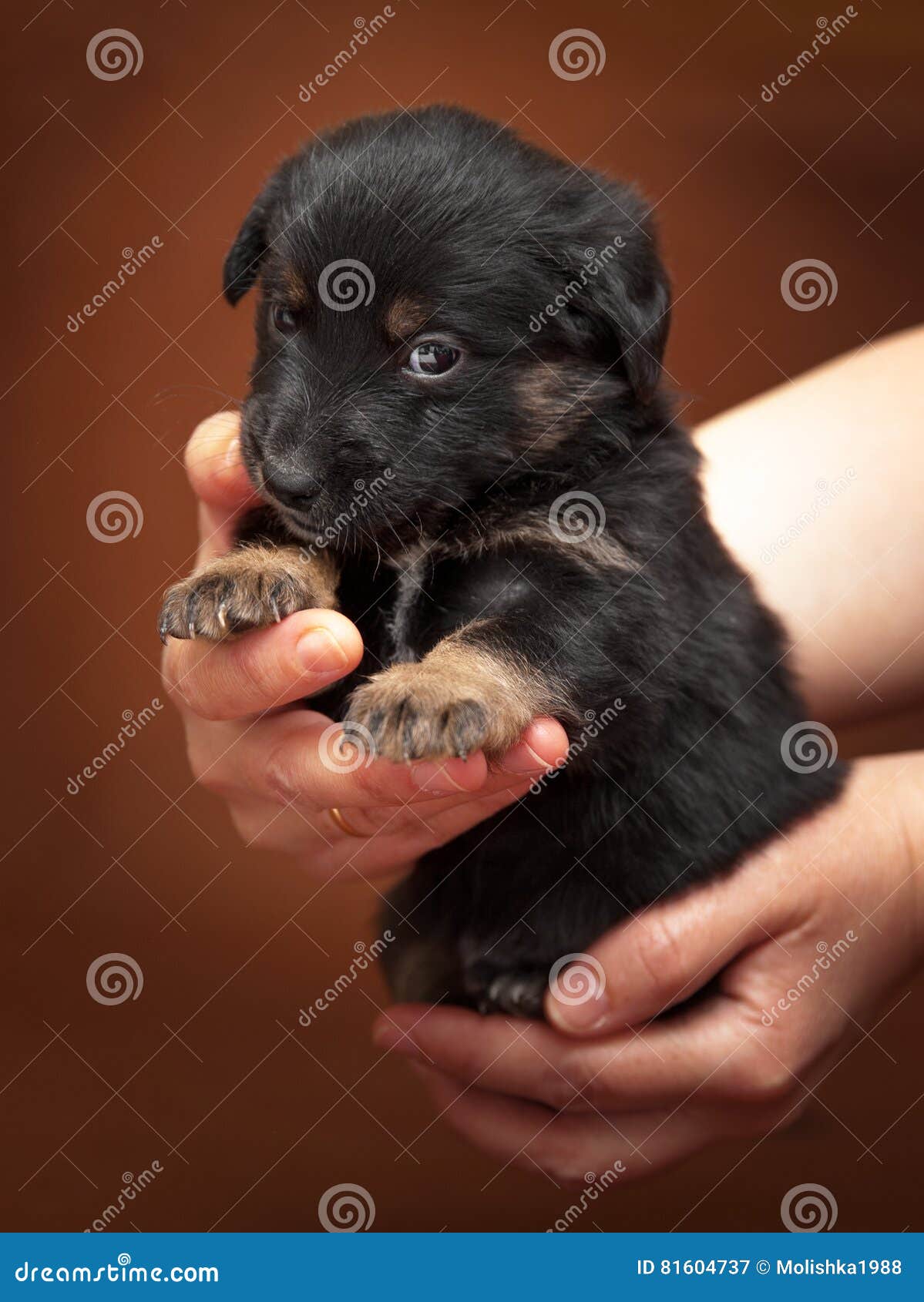 Hands holding cute puppy stock image. Image of dogs, care - 81604737