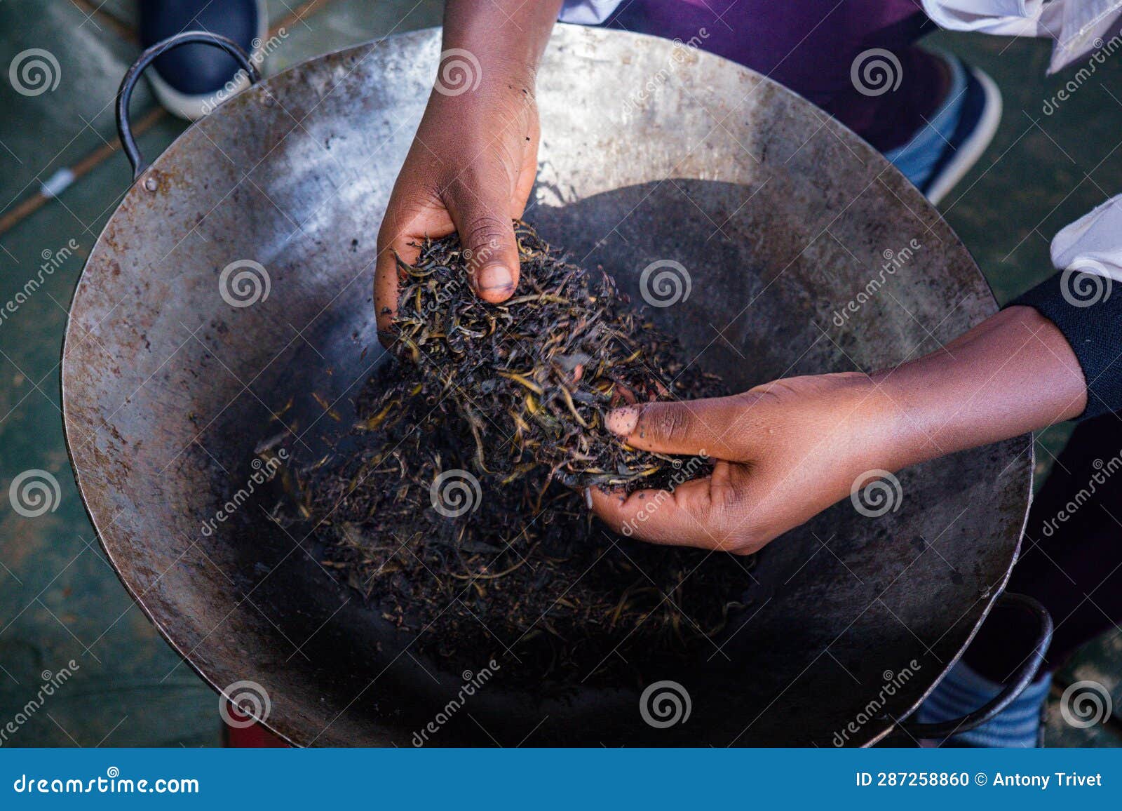 Hands Holding Dried Cooked Tea Leaves in a Pan Stock Photo - Image of ...
