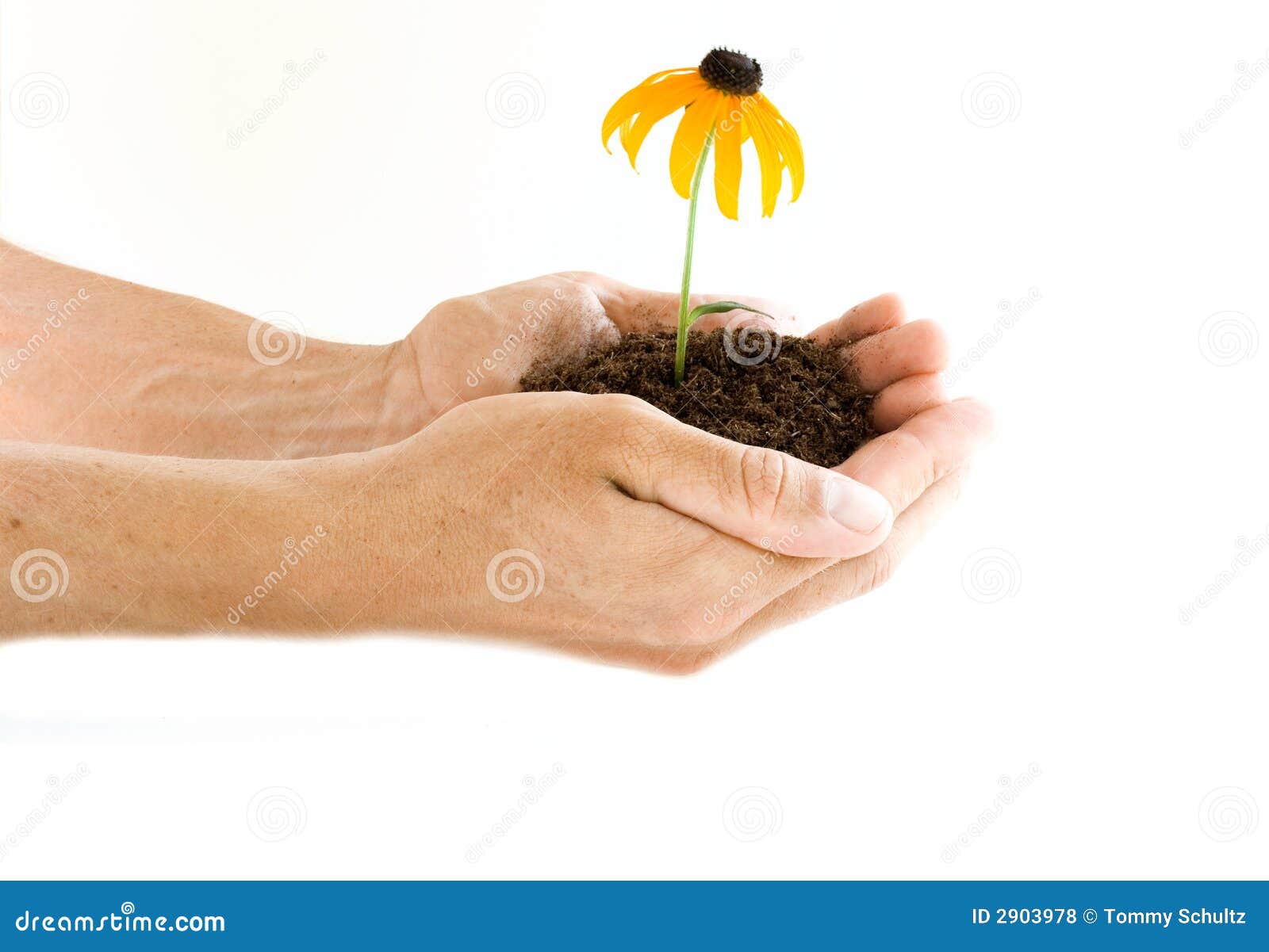 Hands holding flower stock photo. Image of metaphor, hand - 2903978