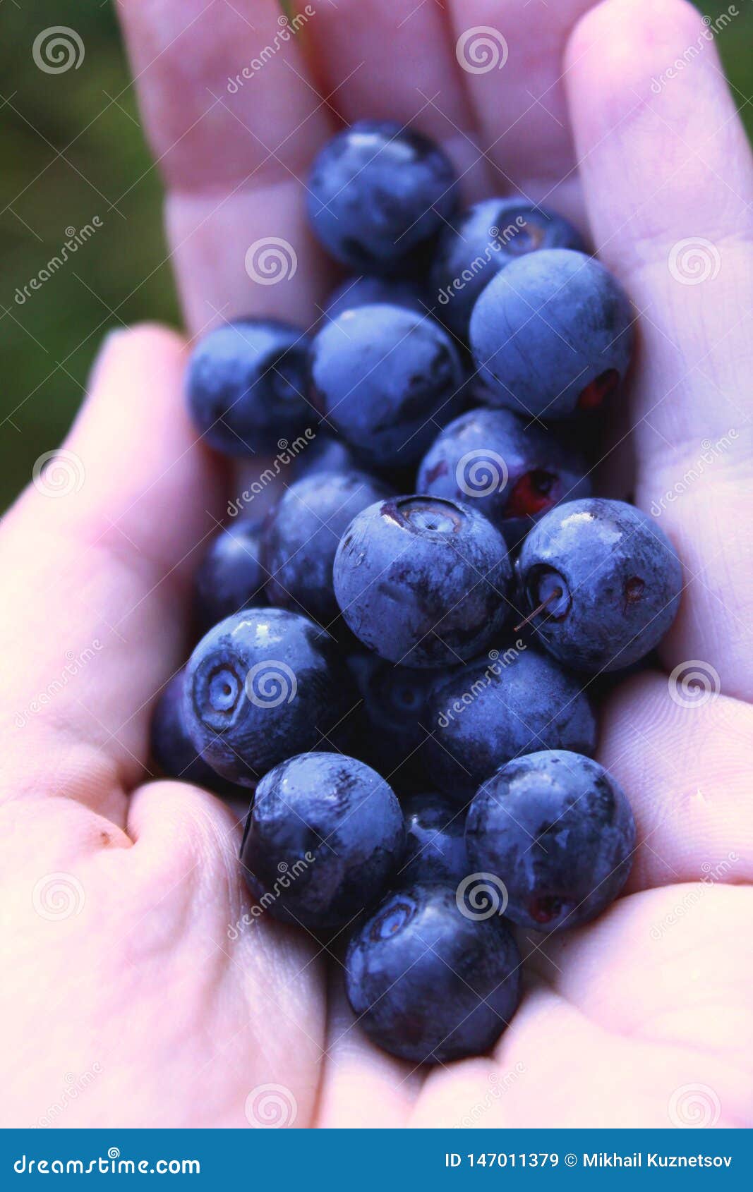 Hands Holding Fresh Blueberries - Natural Berries in Forest Stock Image ...