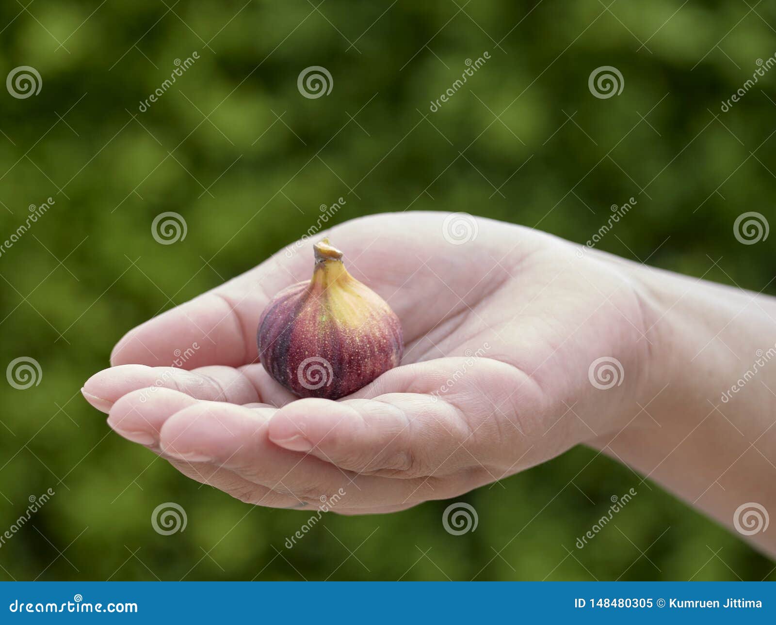 Hands holding a fresh fig stock image. Image of female - 148480305