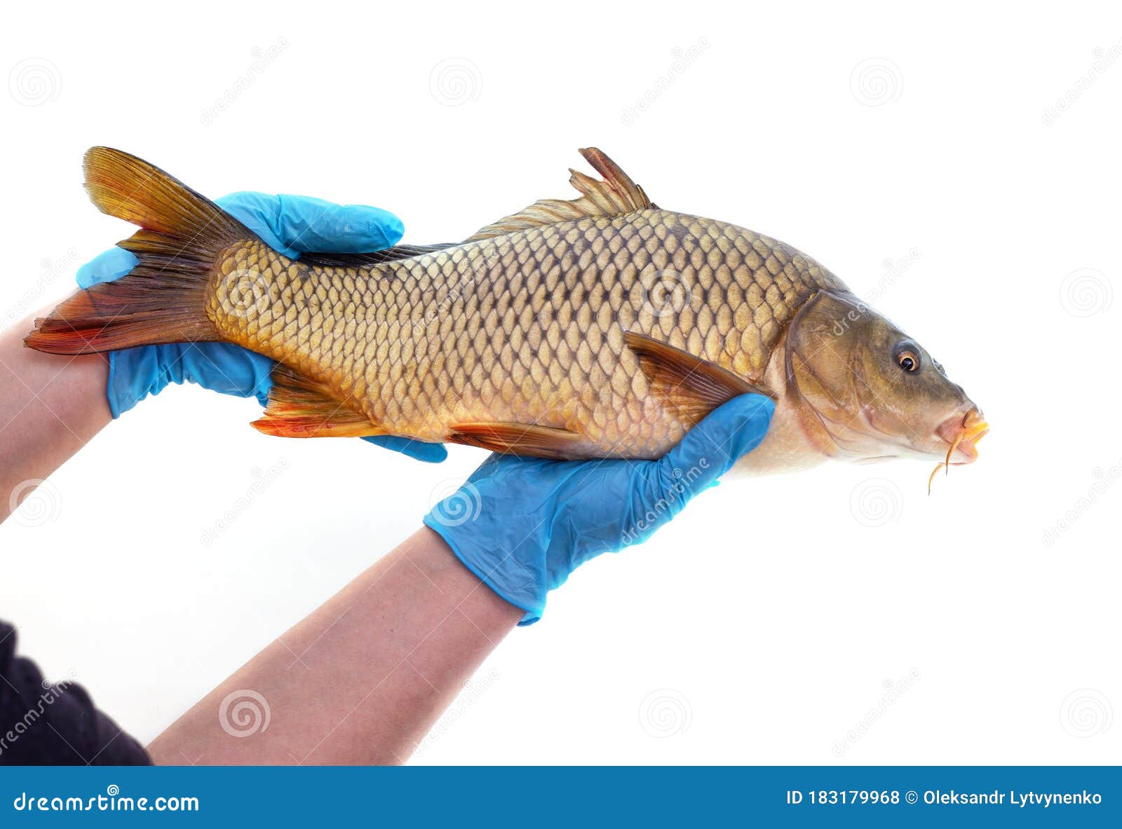 Hands holding fresh fish stock photo. Image of meat - 183179968