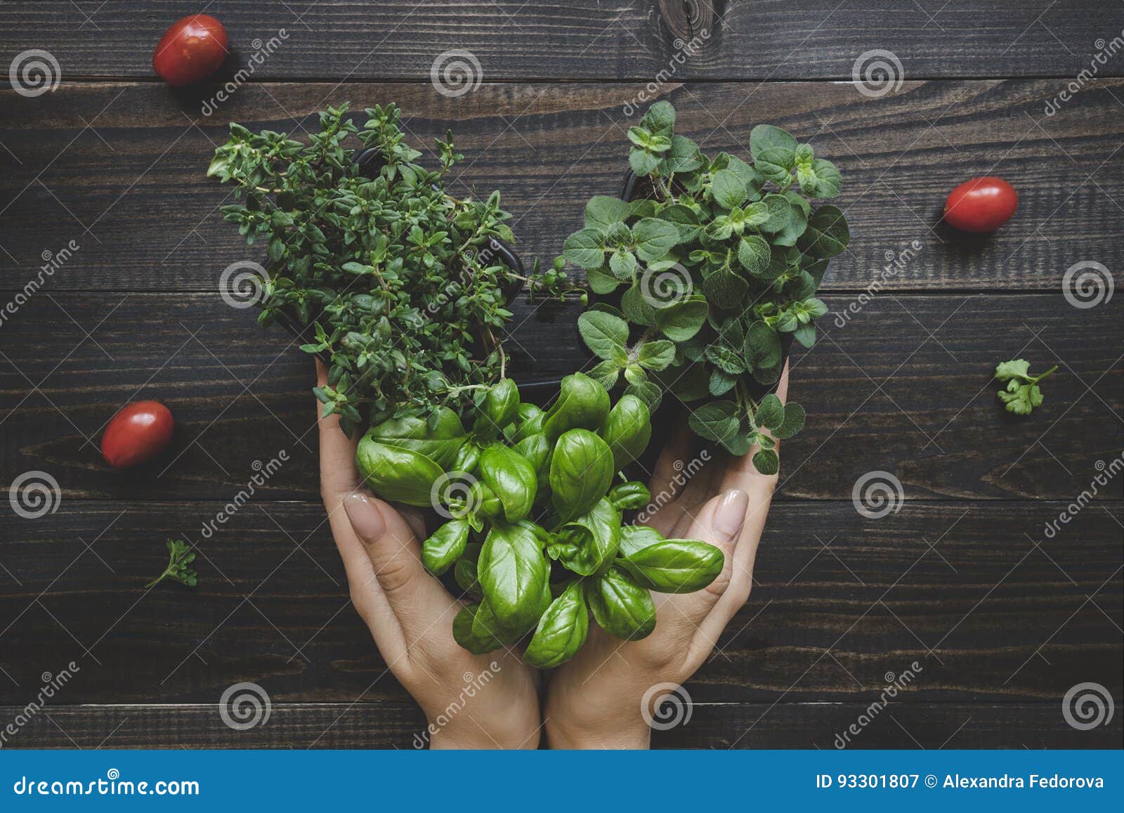 Hands Holding Fresh Herbs in Heart Shape on the Dark Wooden Table, Top ...