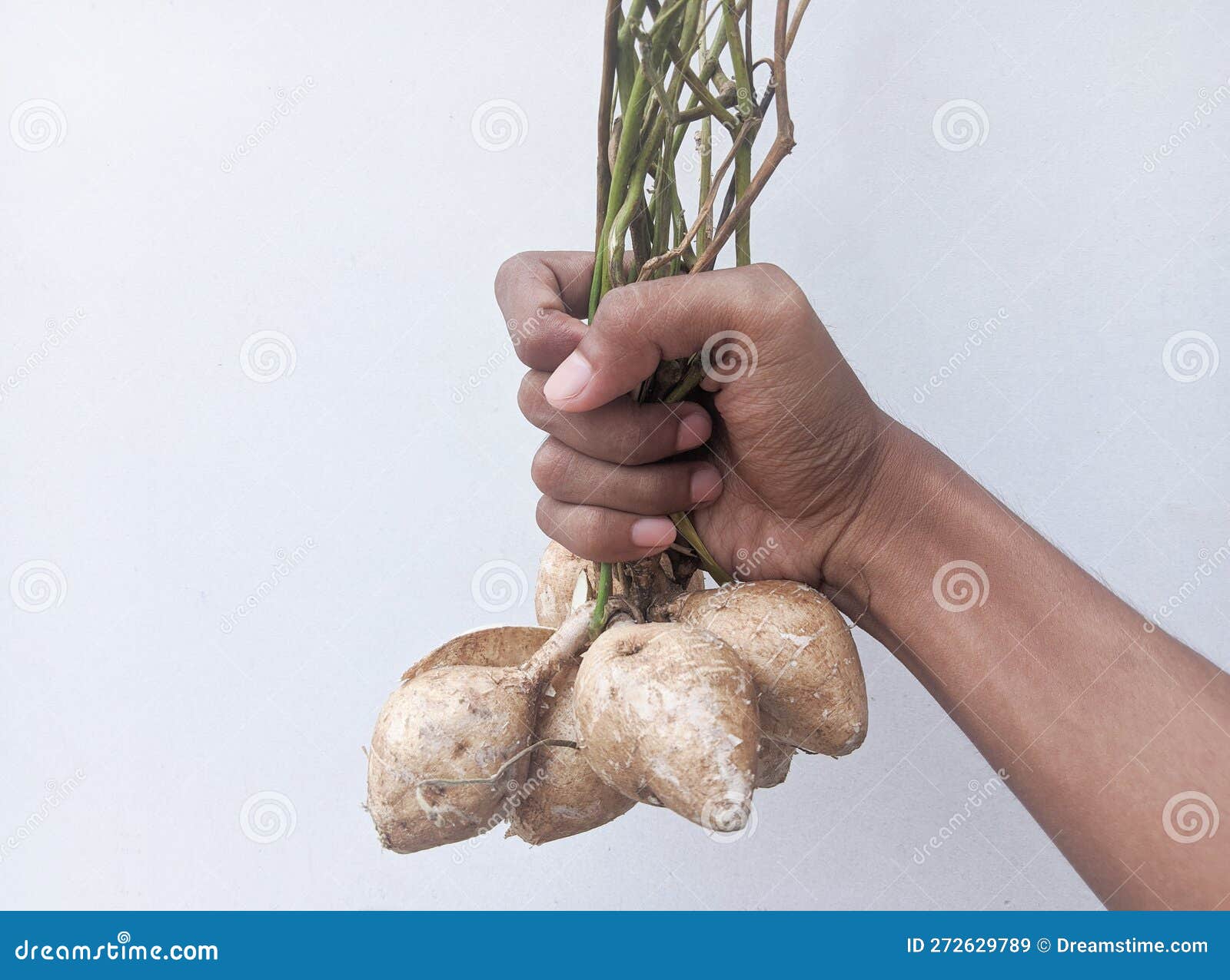 Hands Holding Fresh Jicama or Bengkoang Stock Image - Image of fresh ...