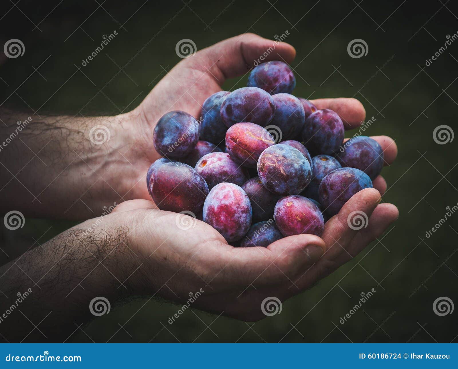 Hands holding fresh plums stock photo. Image of male - 60186724