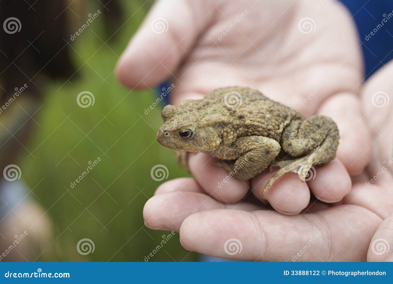 Hands Holding Frog stock photo. Image of recreation, toad - 33888122