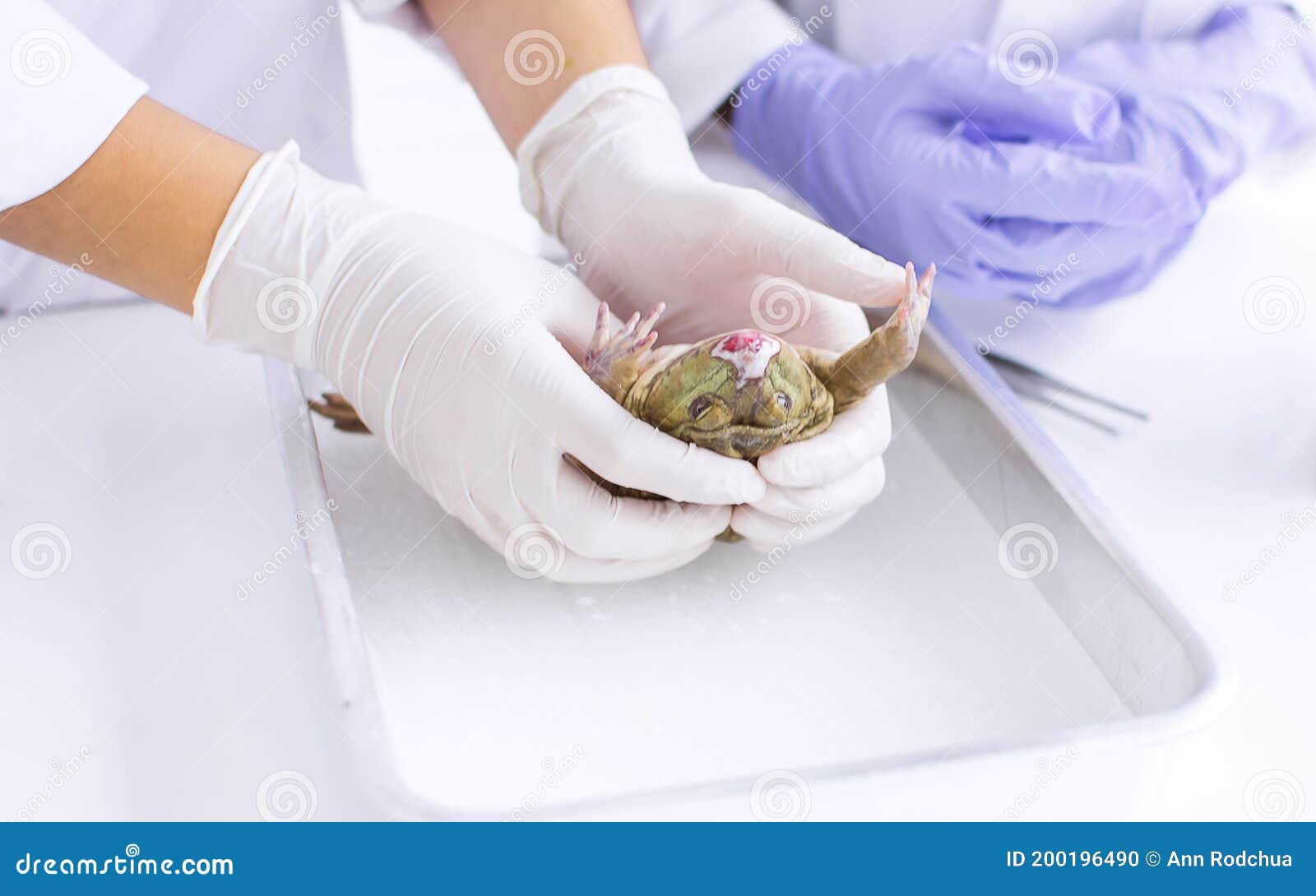 Hands Holding Frog for Experiment in Laboratory Stock Photo - Image of ...