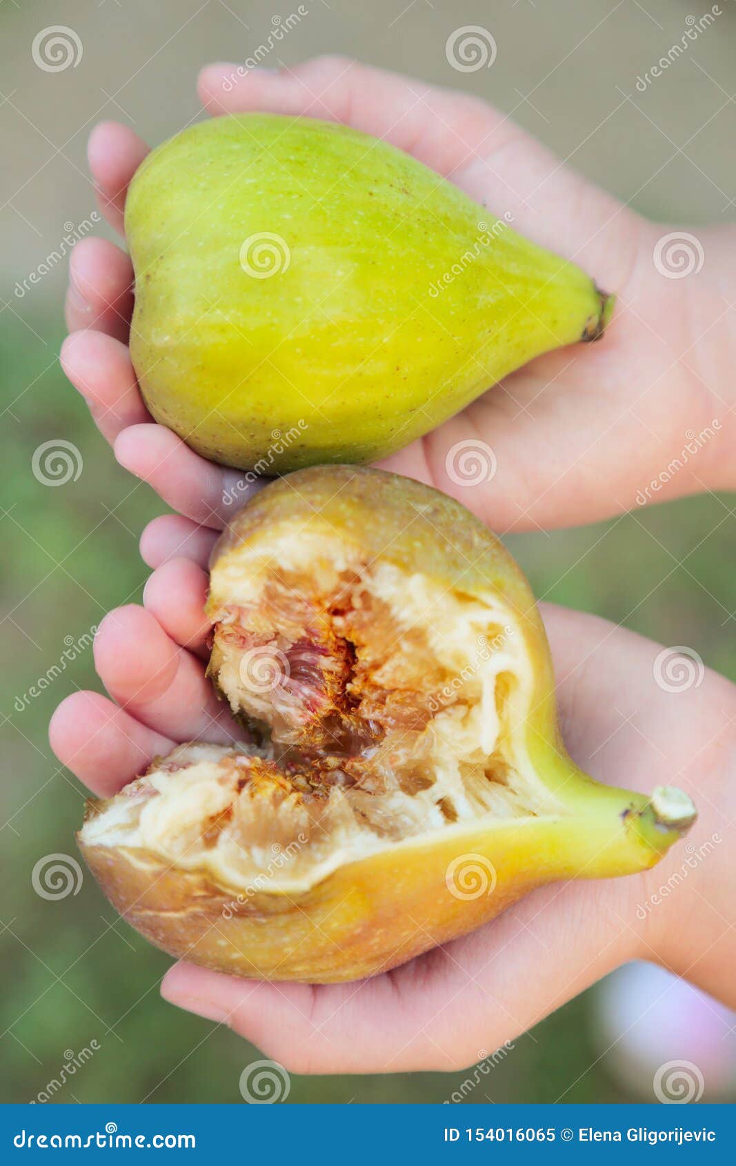 Hands Holding Giant Green Figs. One Fruit is Opened. Stock Image ...