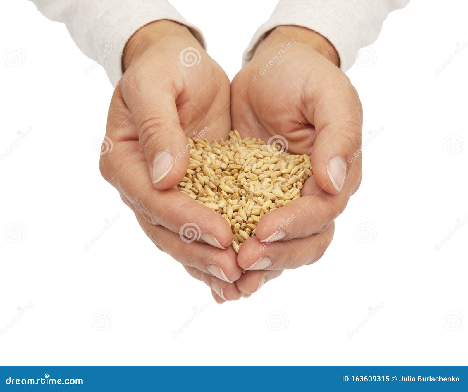 Hands holding grain stock image. Image of bran, crop - 163609315
