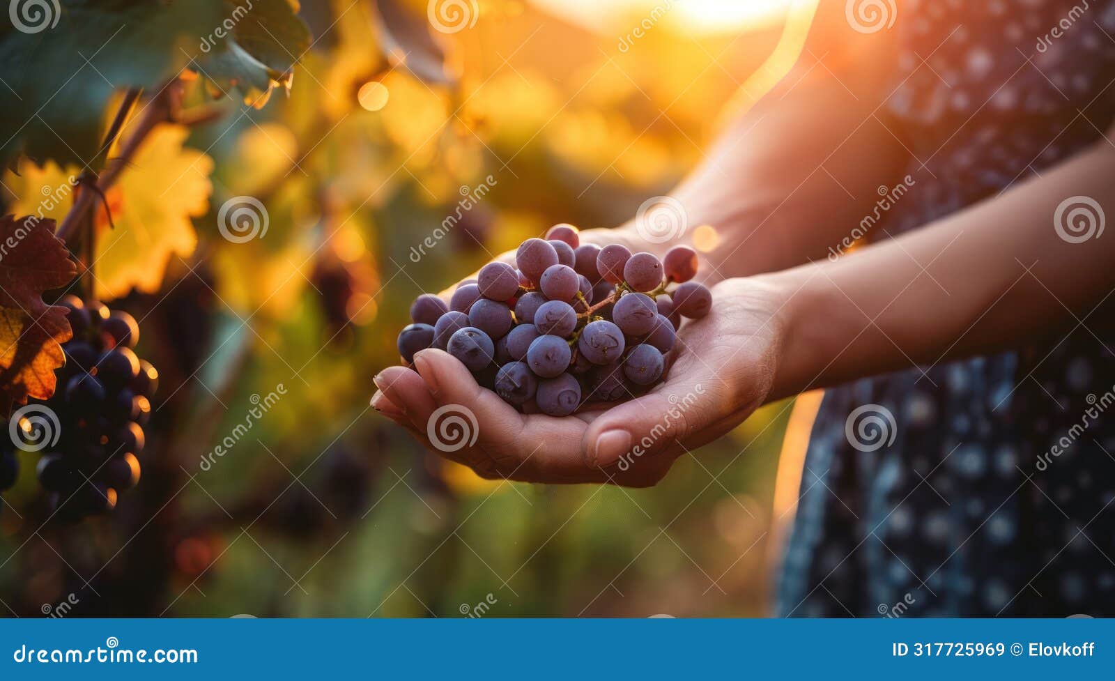 Hands Holding Grape Vine in Winery Field at Sunset Stock Image - Image ...