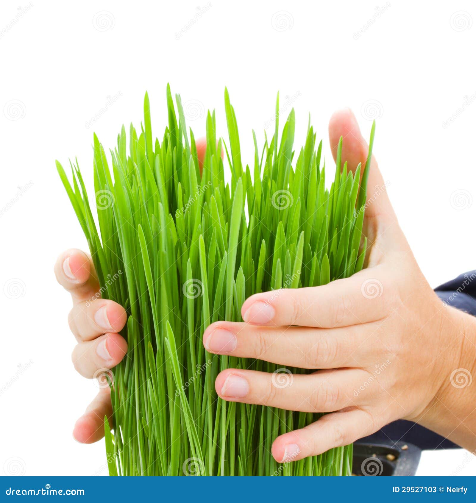 Hands holding grass stock image. Image of field, care - 29527103