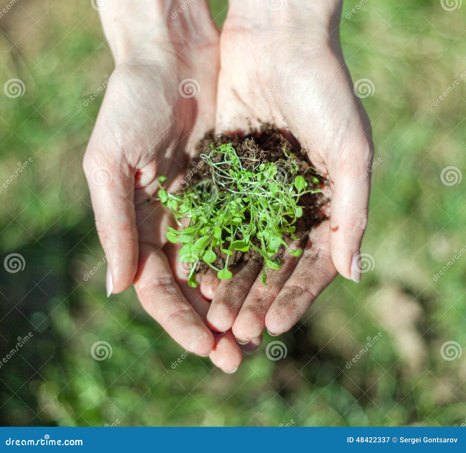 Hands holding grass stock image. Image of leaf, growing - 48422337