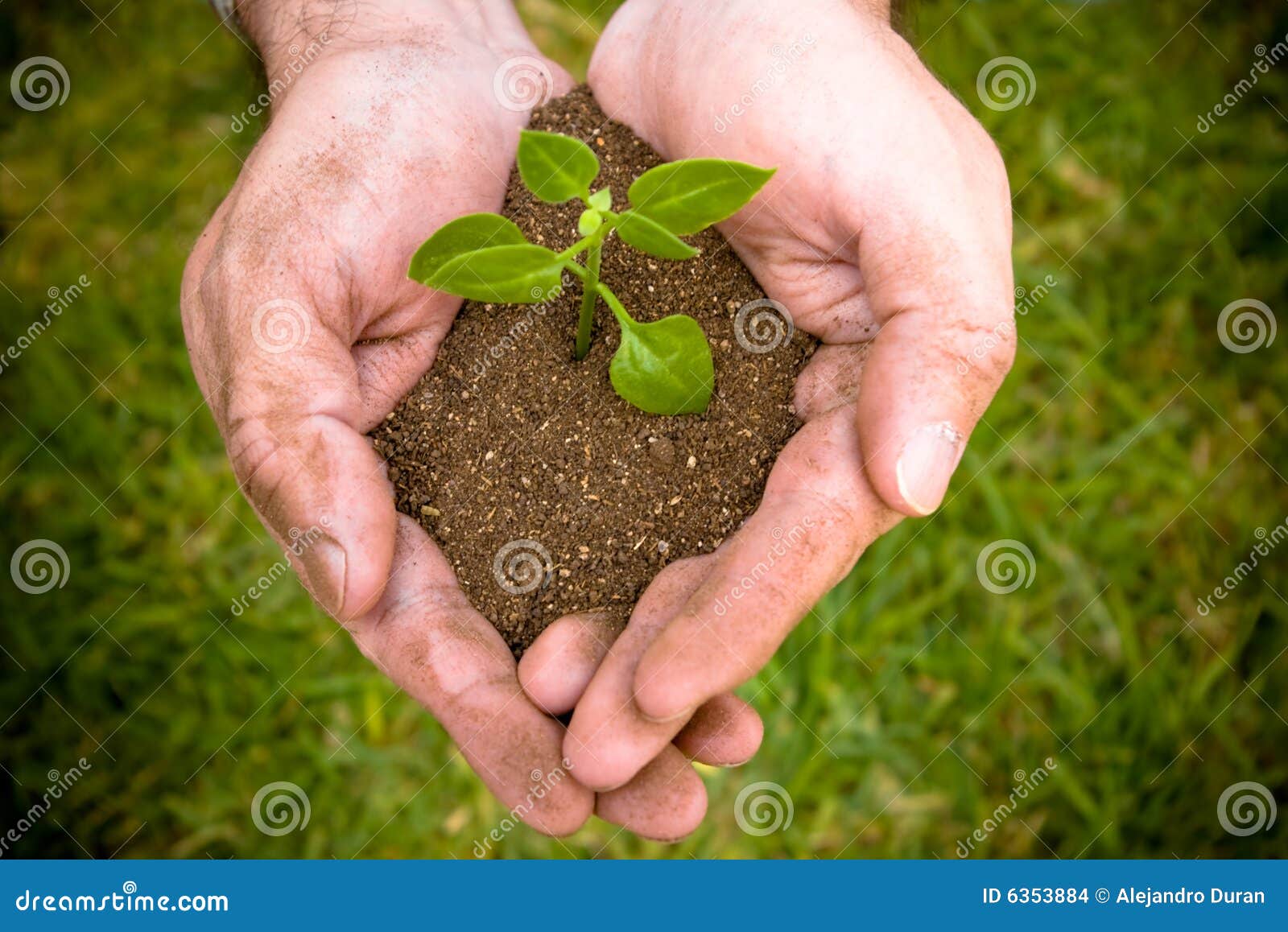 Hands Holding Green Plant stock photo. Image of outdoors - 6353884