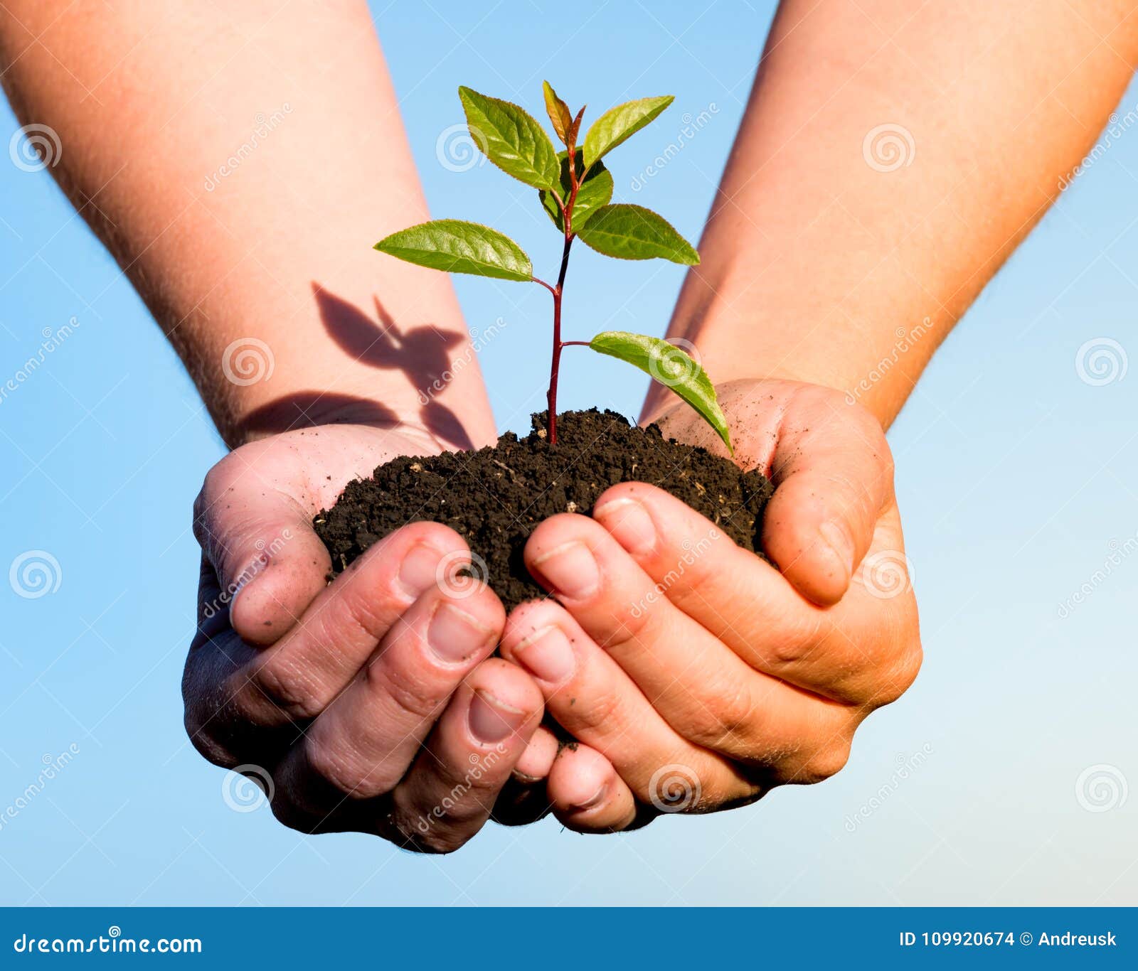 Hands holding green plant stock photo. Image of green - 109920674