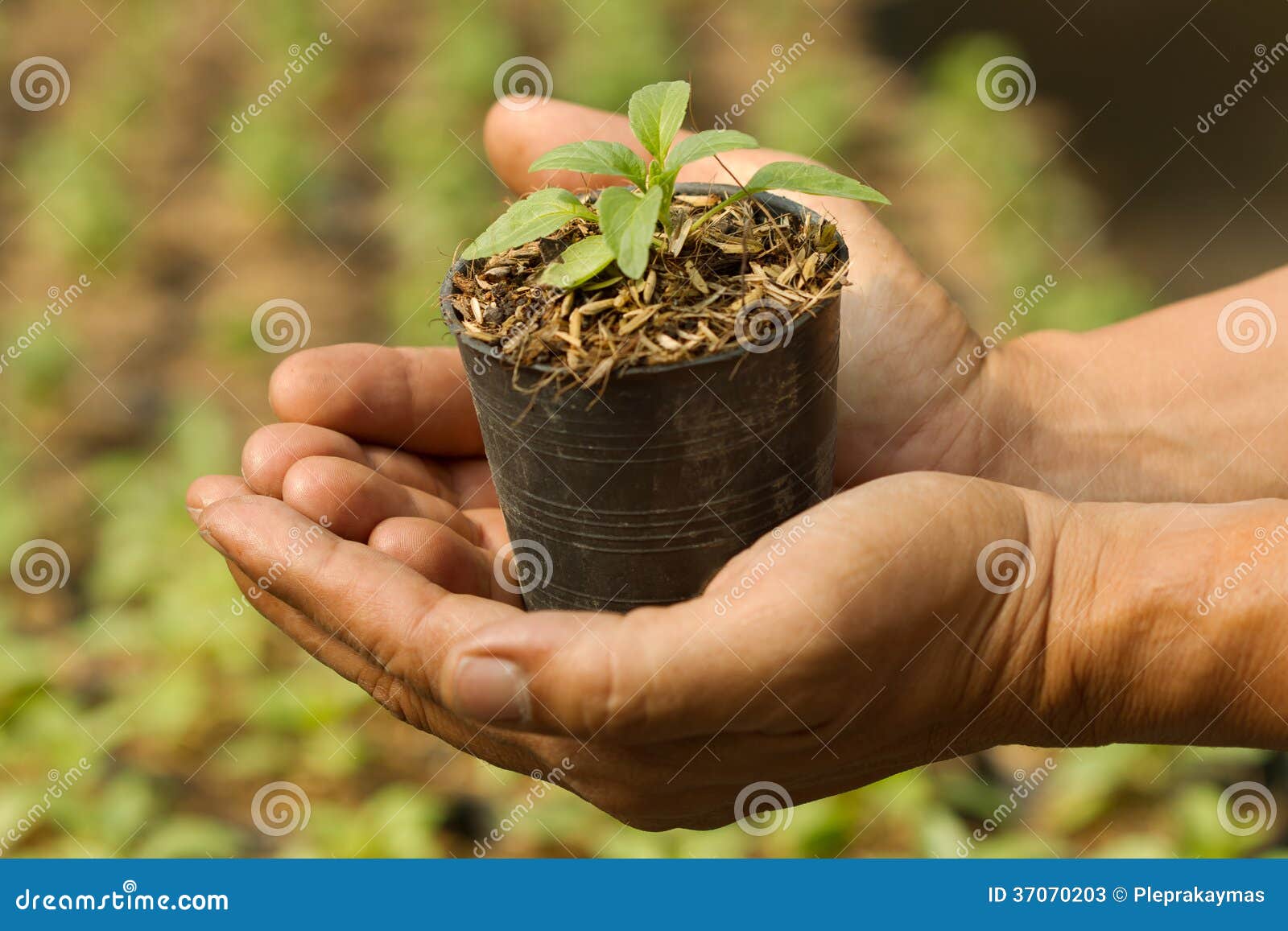 Hands holding green plant stock image. Image of environment - 37070203