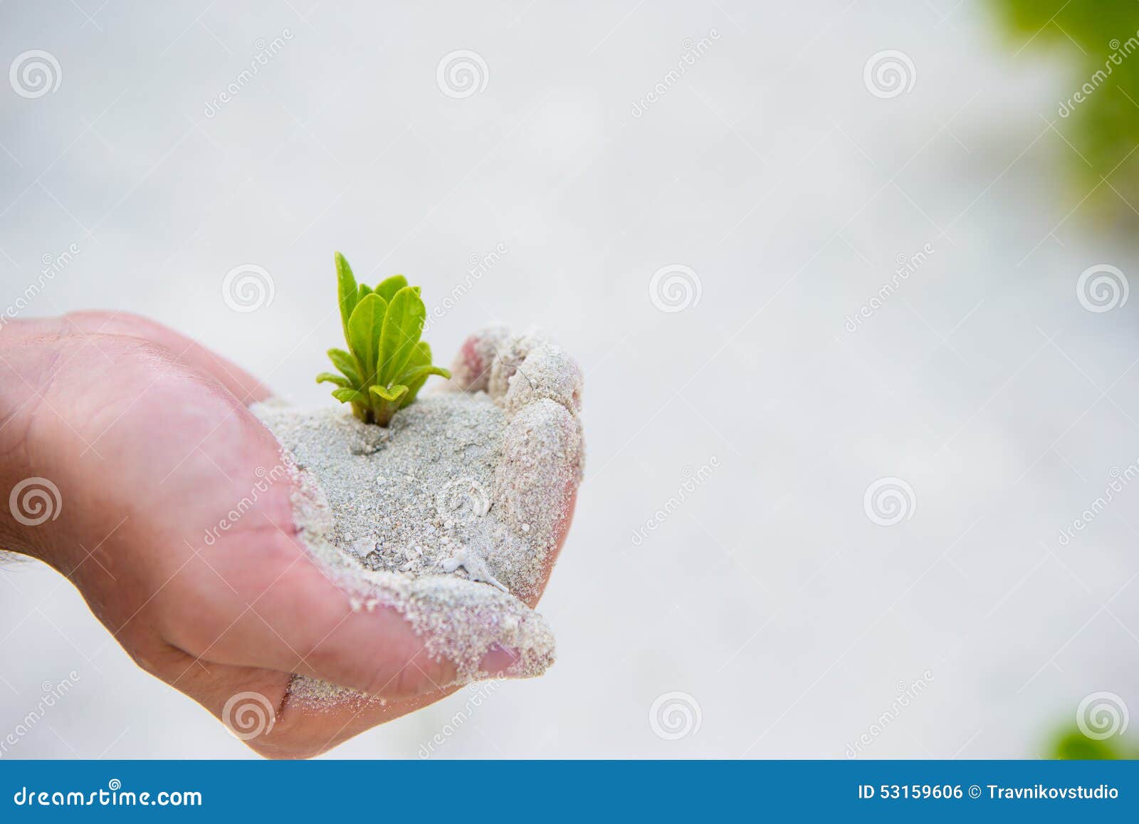 Hands Holding Green Sapling Background the White Stock Photo - Image of ...